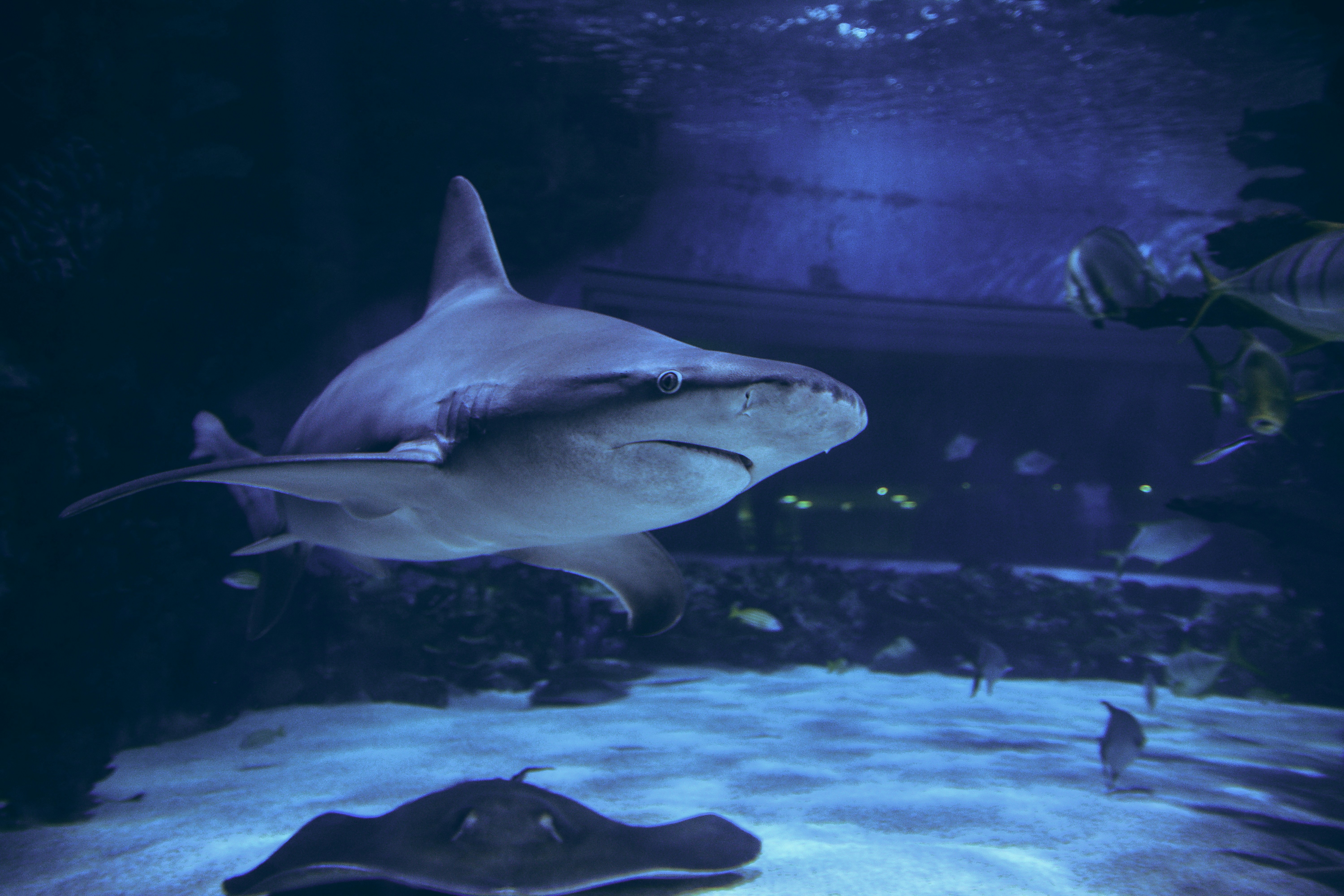 Shark Wallpapers: Free HD Download [500+ HQ]