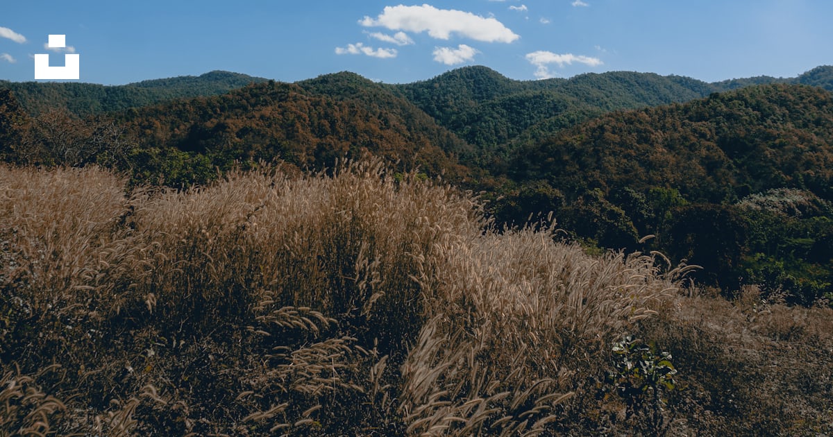 배경에 나무가있는 잔디밭 사진 Unsplash의 무료 파랑 이미지