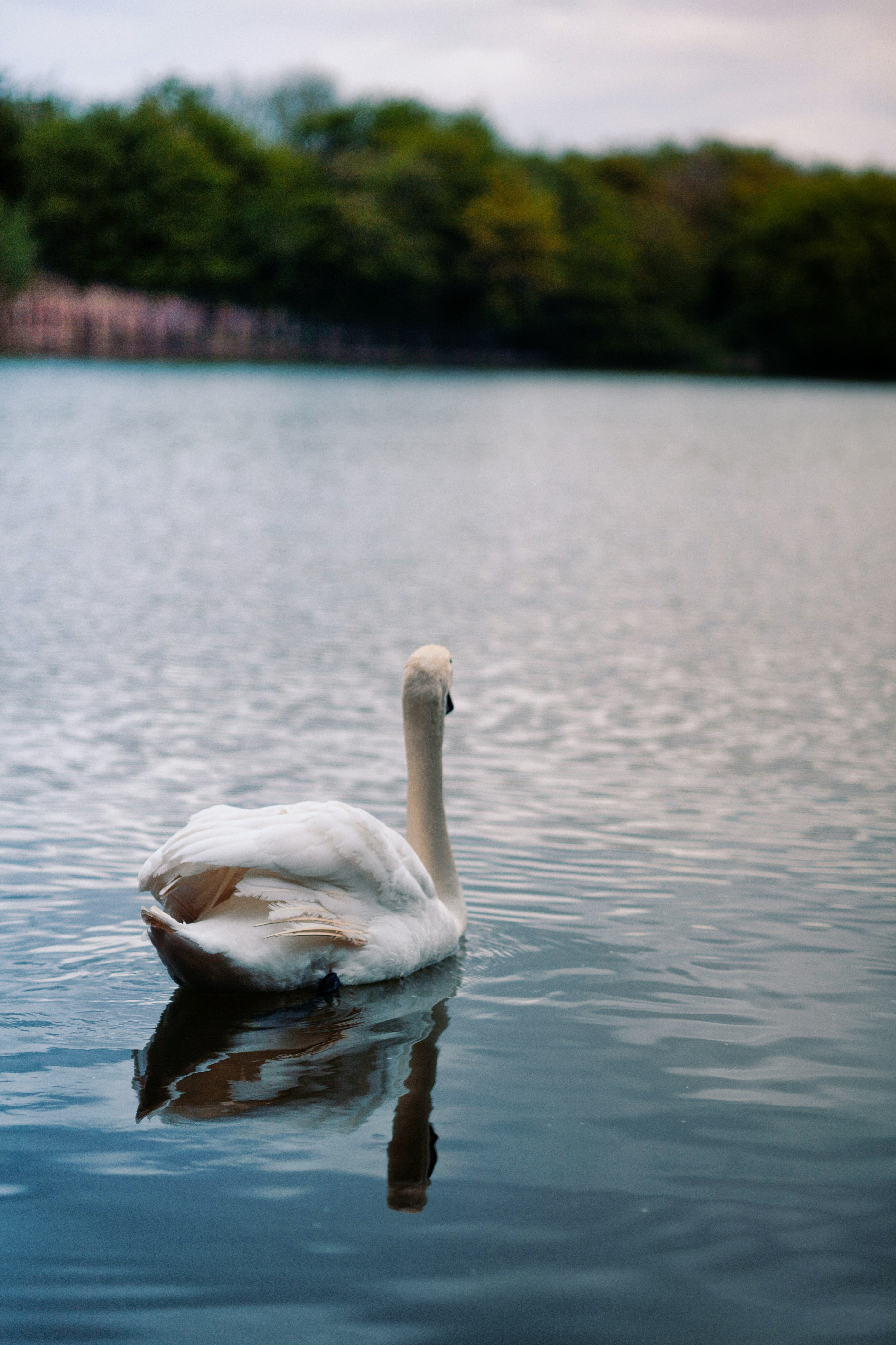 Elegant swan gliding across a tranquil lake, leaving gentle ripples in the water. Lush greenery frames the serene backdrop.