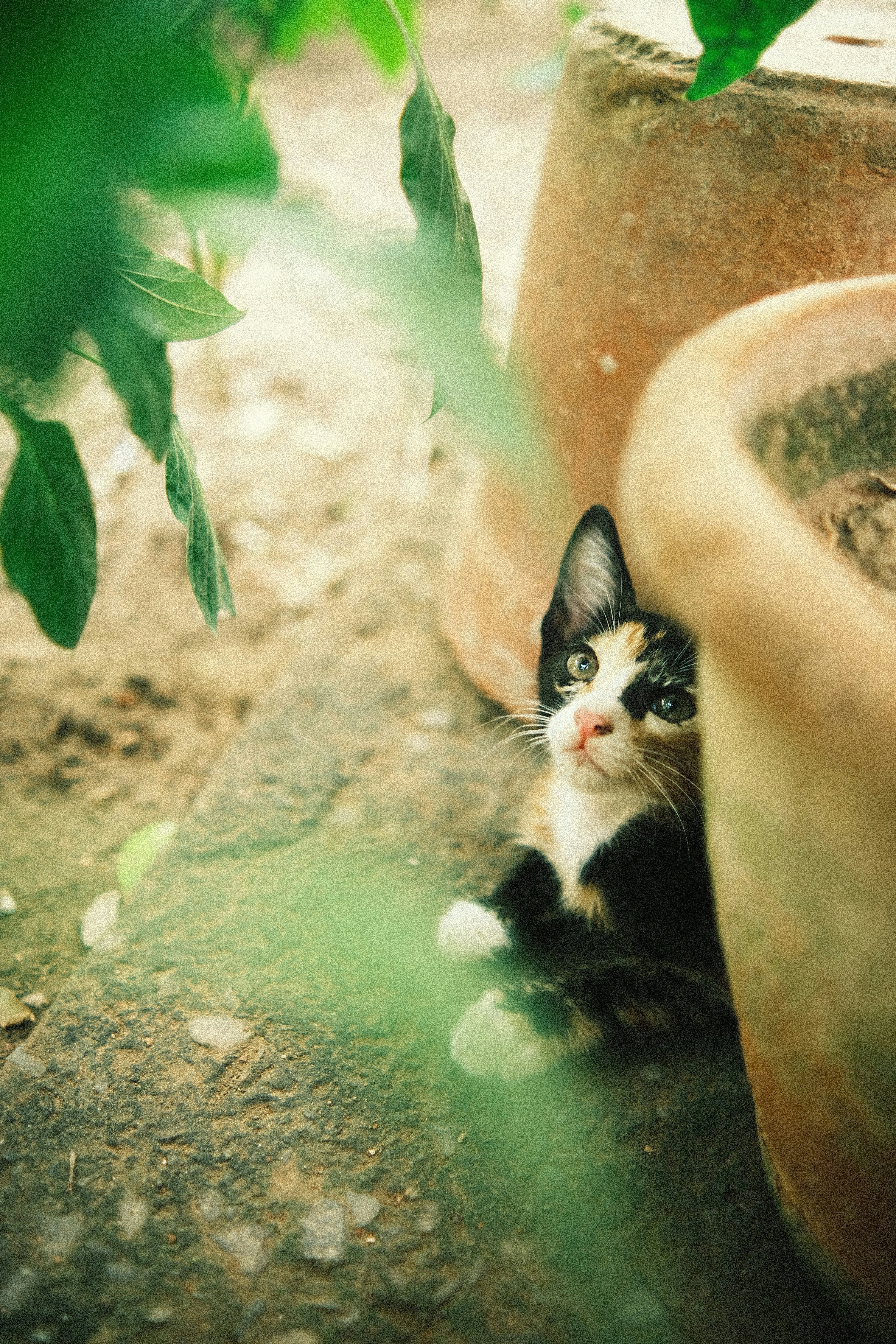 A cat looking out from under a tree photo – Free Kitten Image on Unsplash