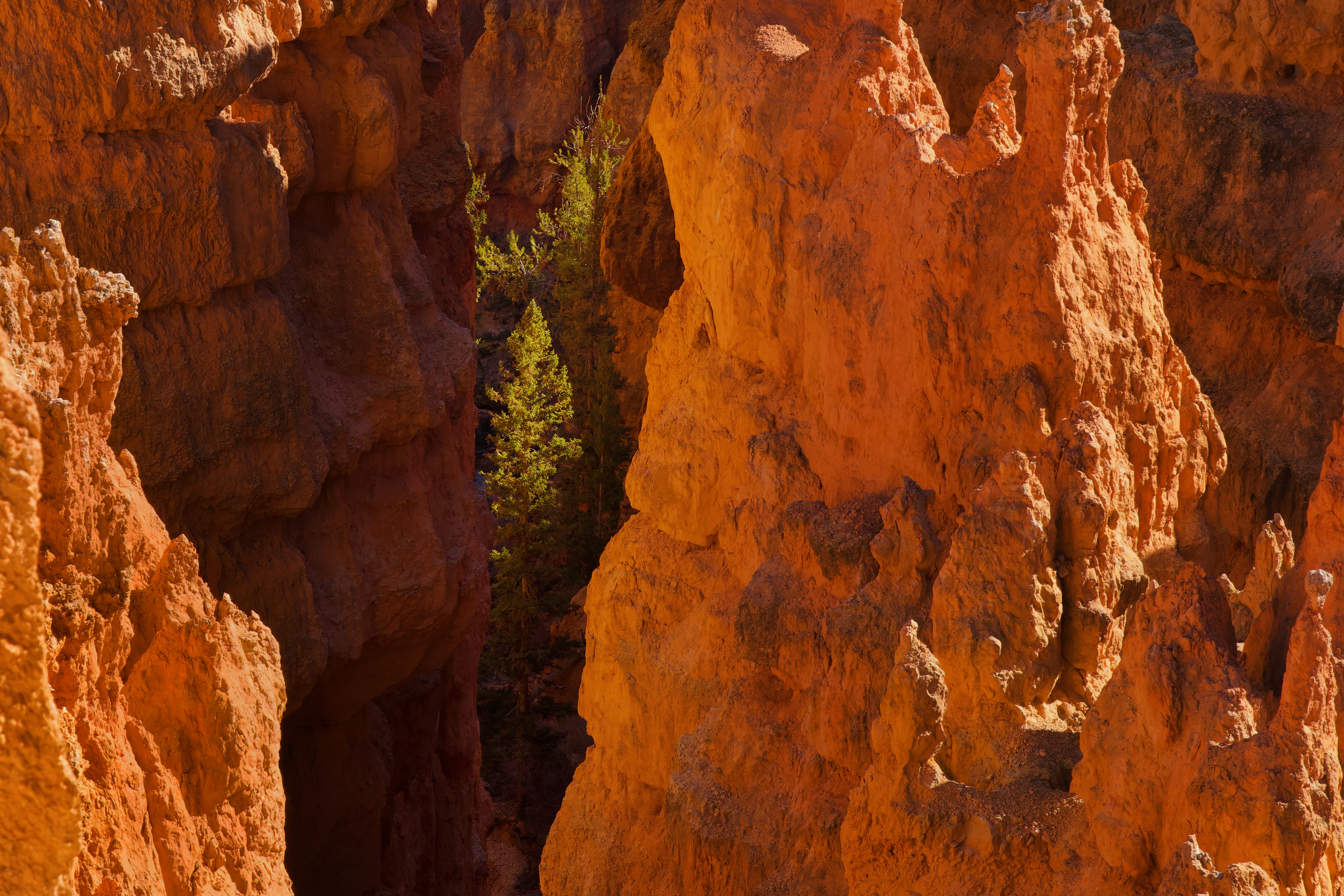 Sunlit Canyon: Carved Orange Walls and a Hint of Green