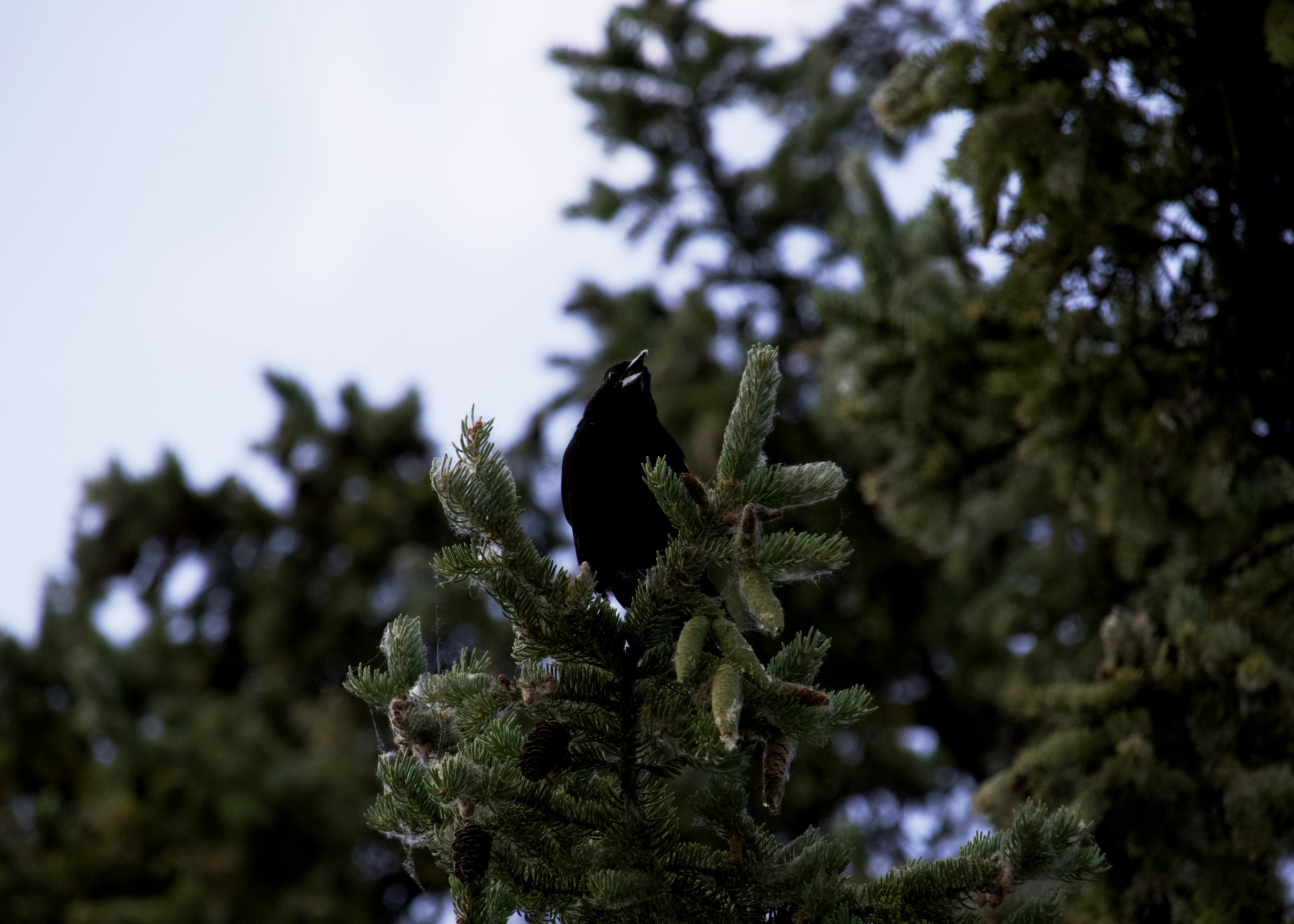 Lone Black Bird on a Pine Sprig in a Quiet Forest