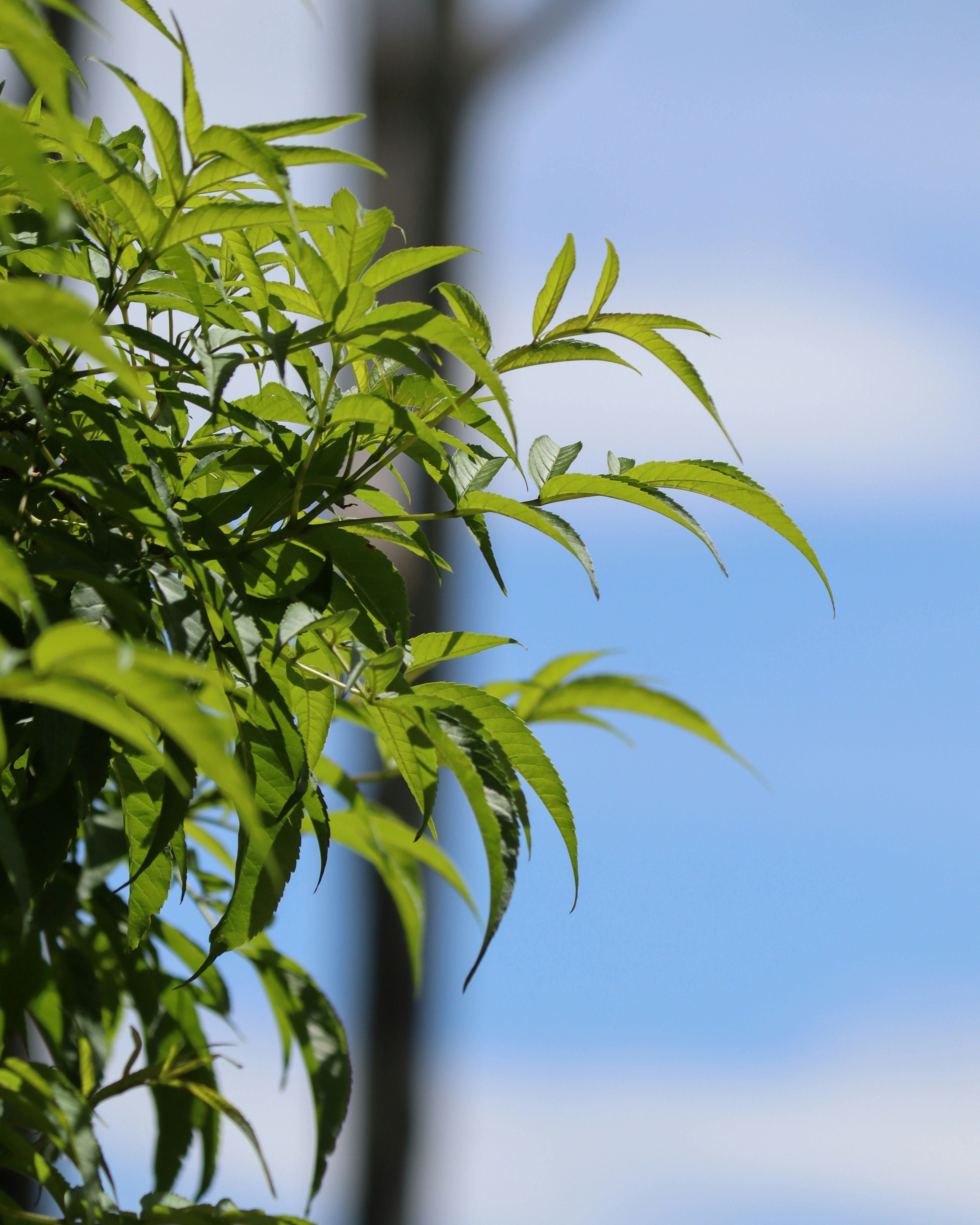 Photo by Ashok Rat with Canon EOS 200D Mark II