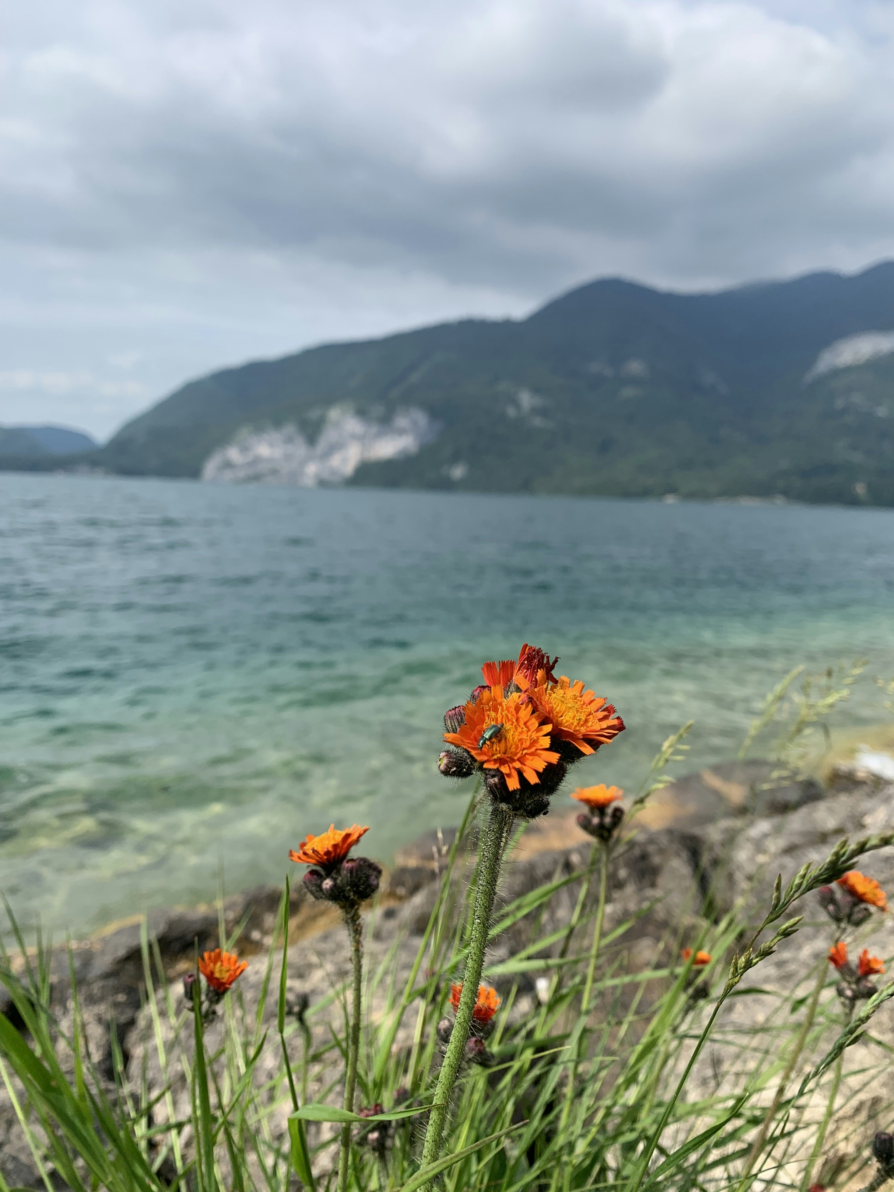 Fiery daisy in the shoreline breeze with turquoise bay and mountains