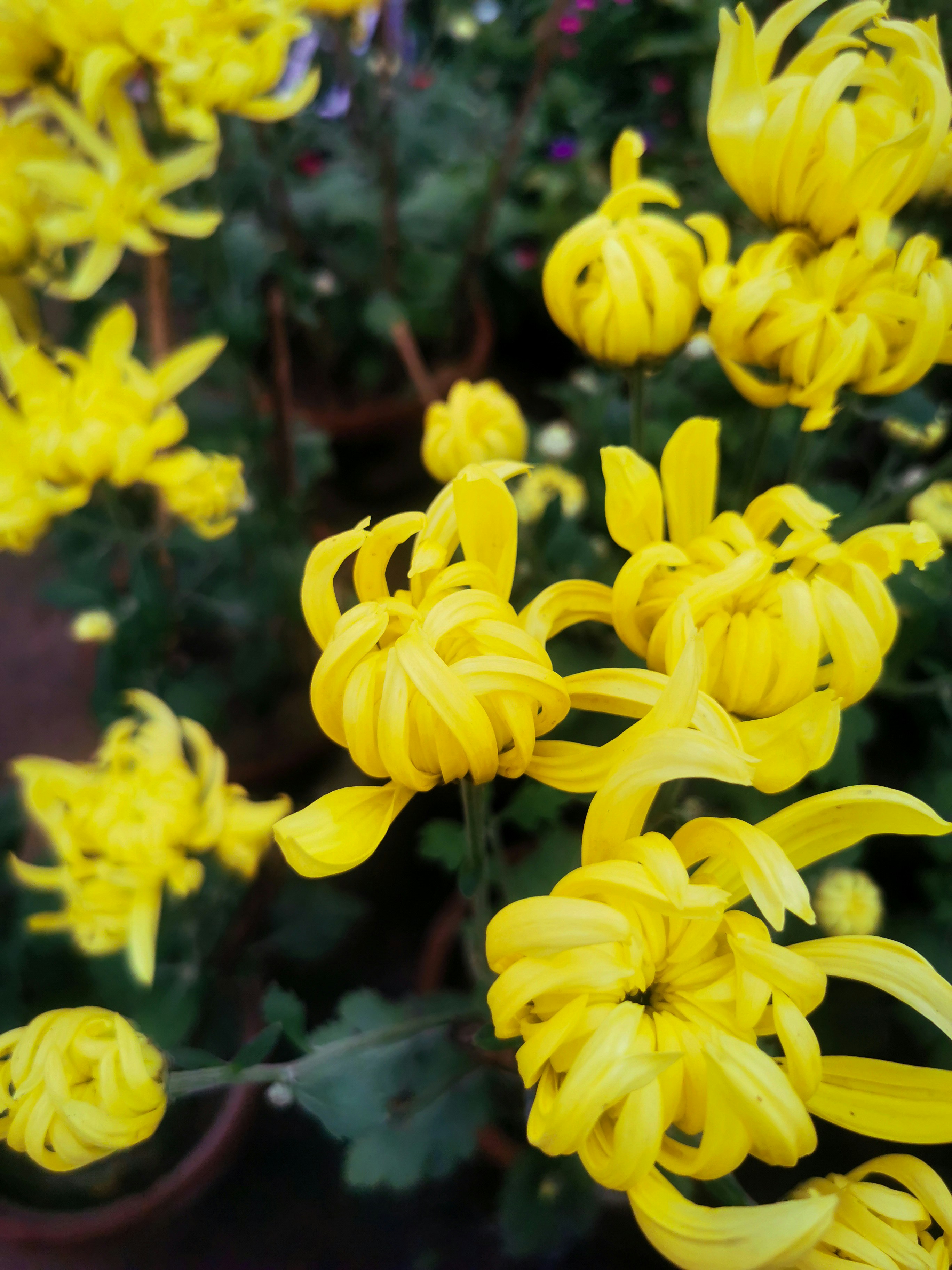 Spirals of Sunshine: Close-Up on Yellow Chrysanthemums