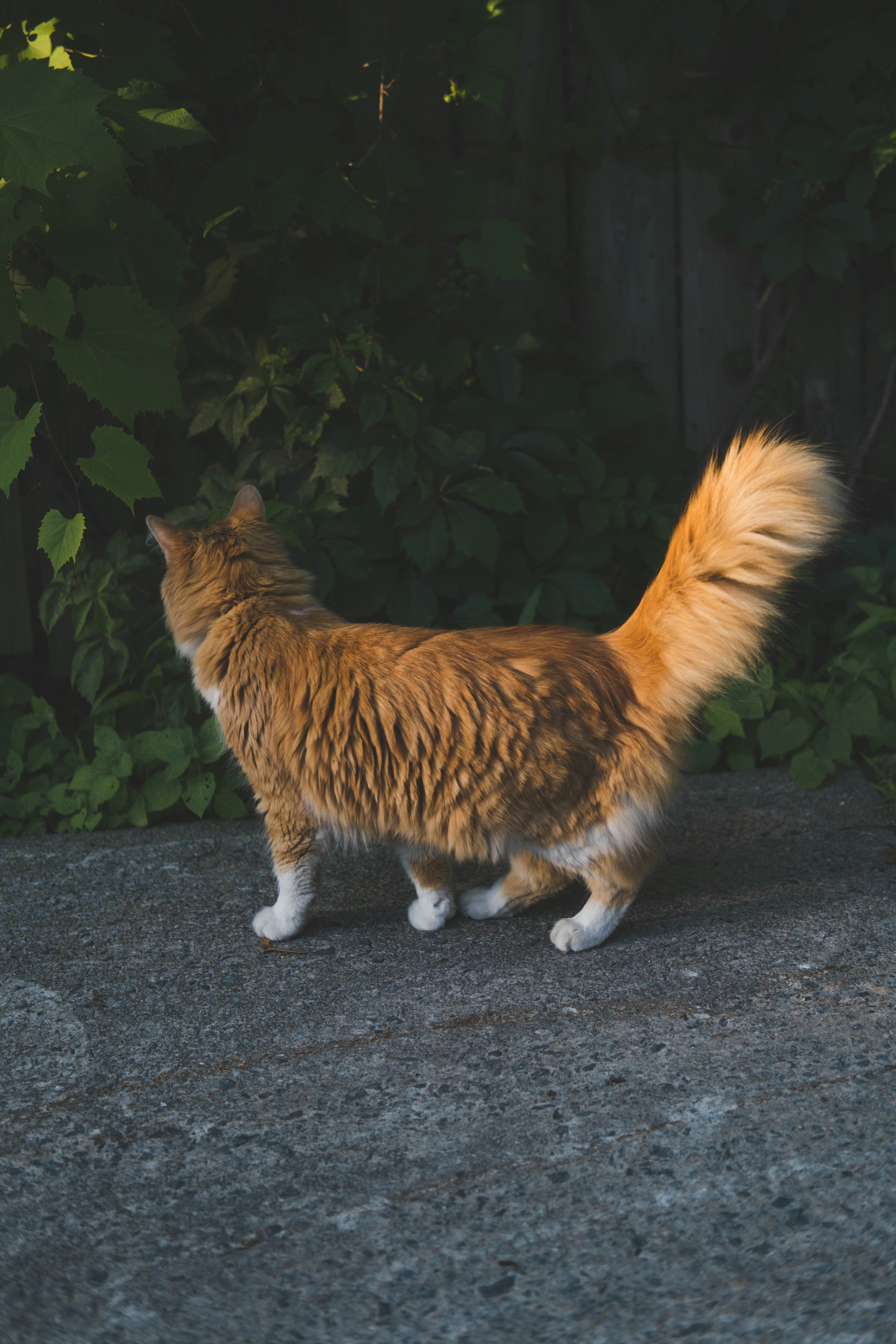 Fluffy orange cat exploring a serene garden backdrop, surrounded by lush green foliage. The cat's tail stands tall, suggesting curiosity.