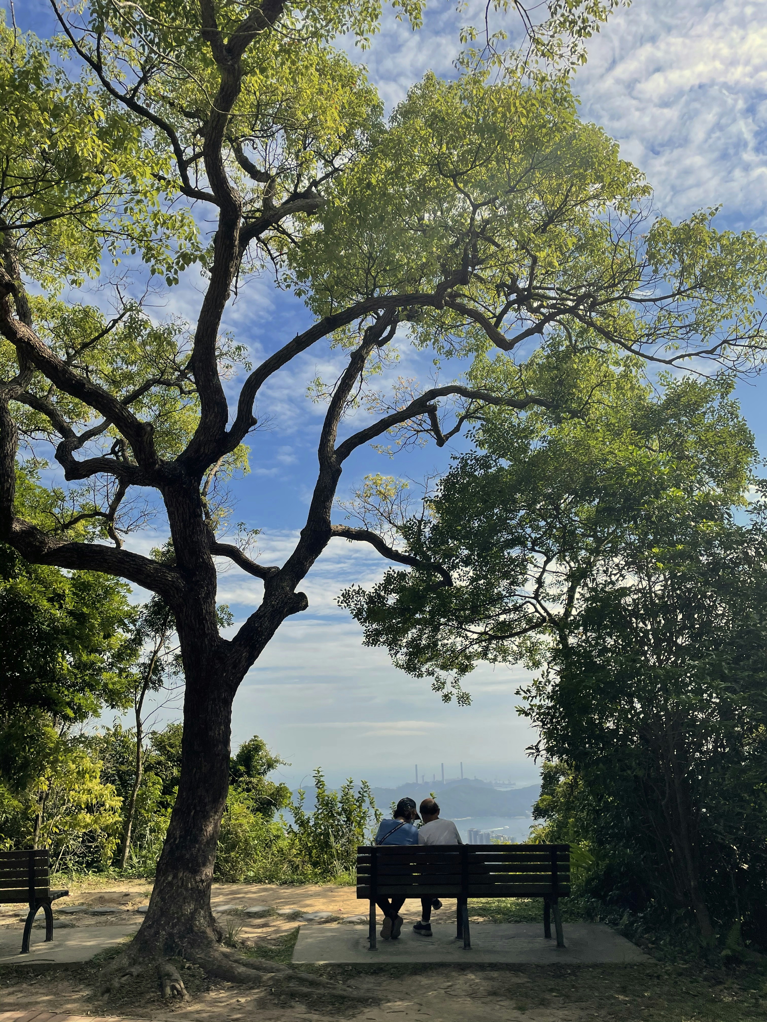 Couple on a bench Beneath a Living Cathedral of Branches