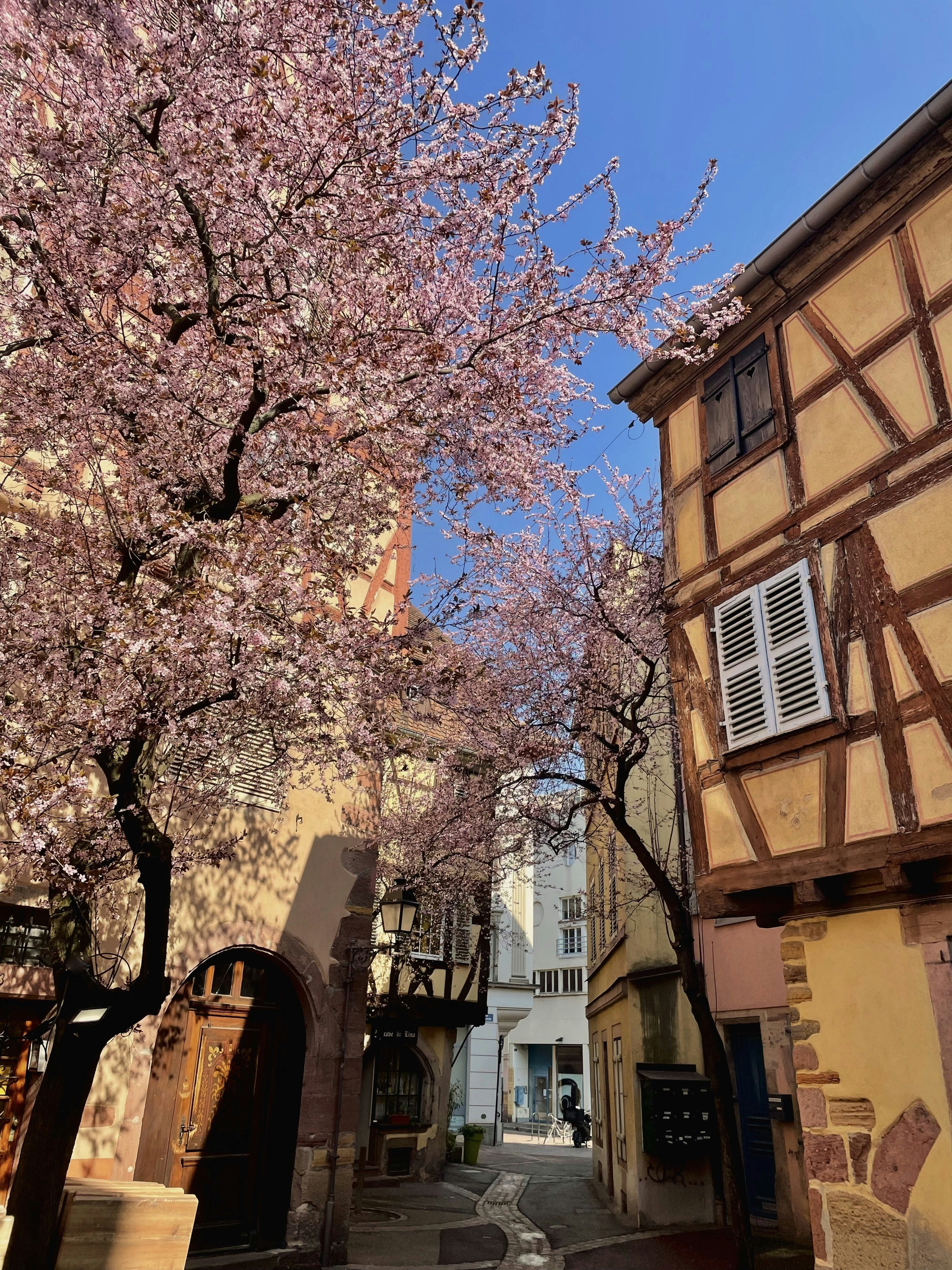 Springtime Alley in Bloom