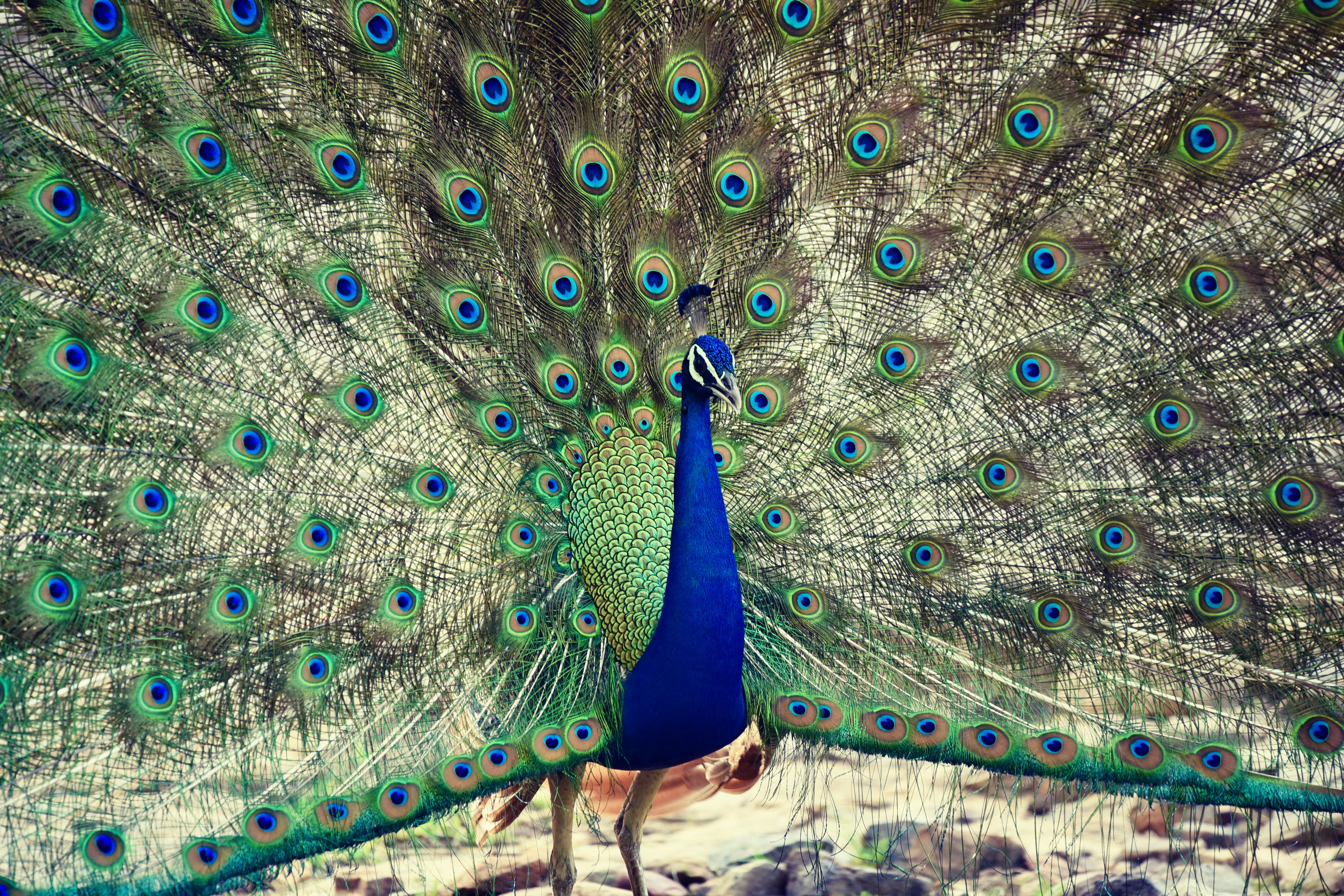 Majestic Plumage Unfurled
