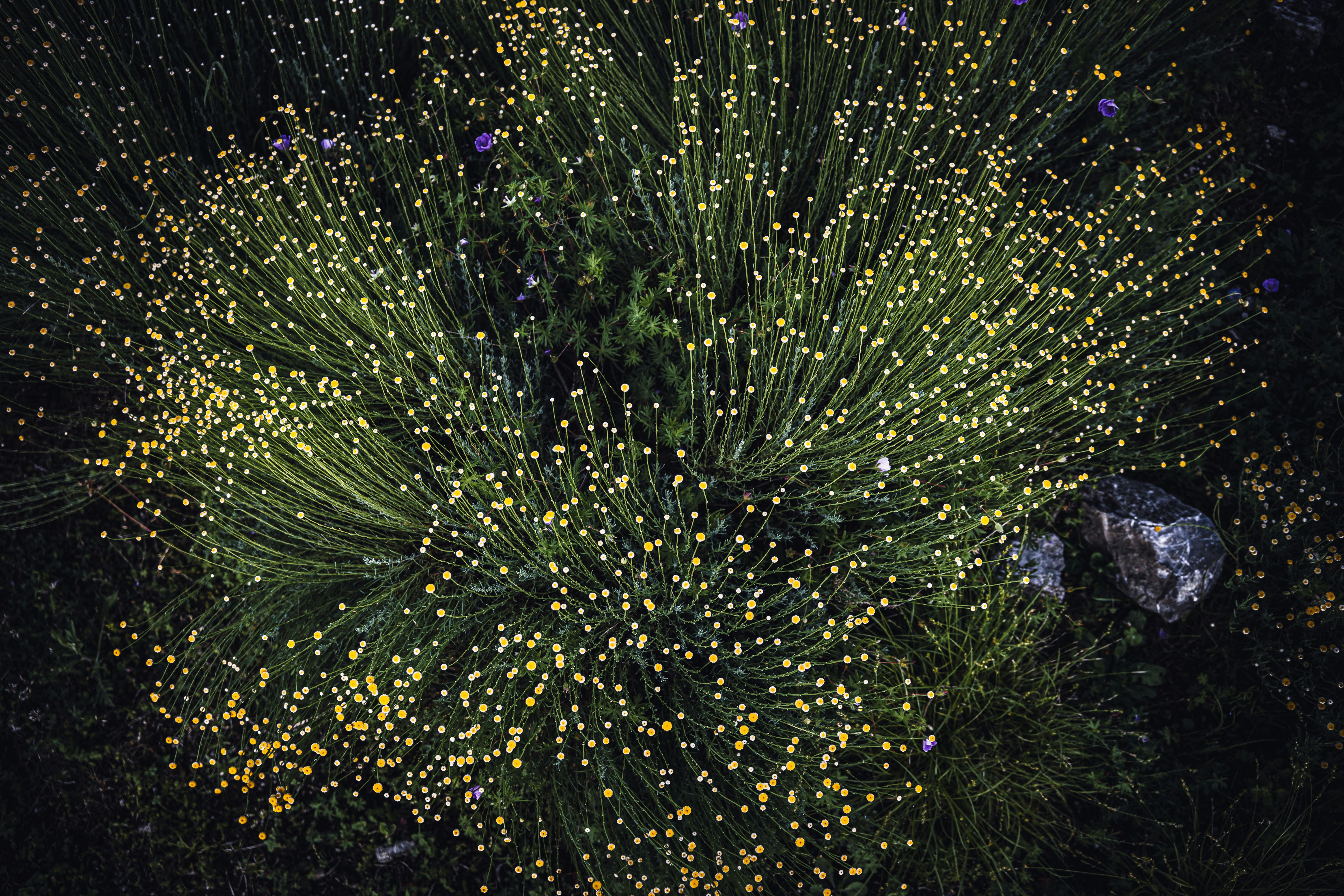 Dew-Sparkled Pine Crown: A Top-Down Burst of Needle Tips