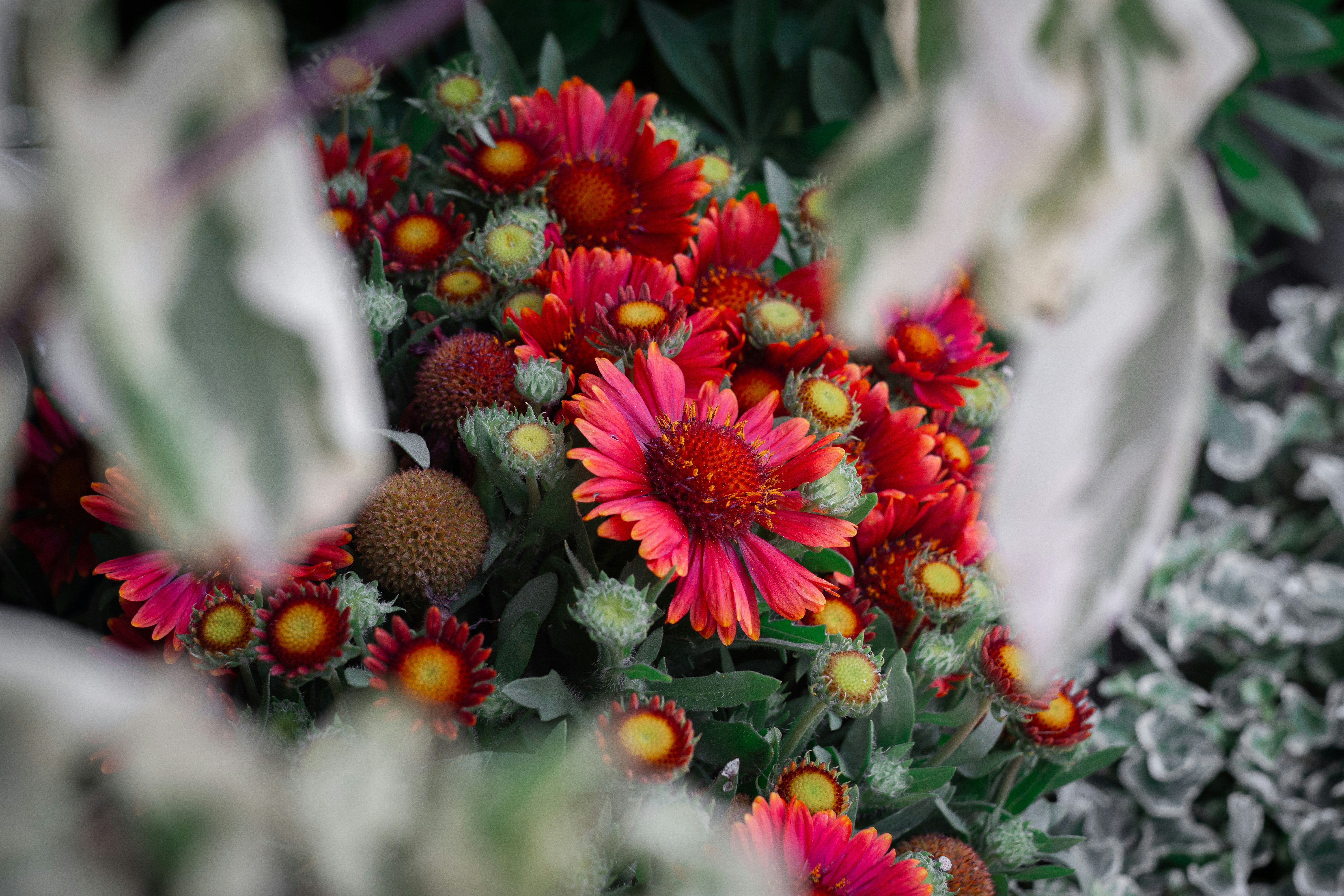 Big Flowers Pictures | Download Free Images on Unsplash