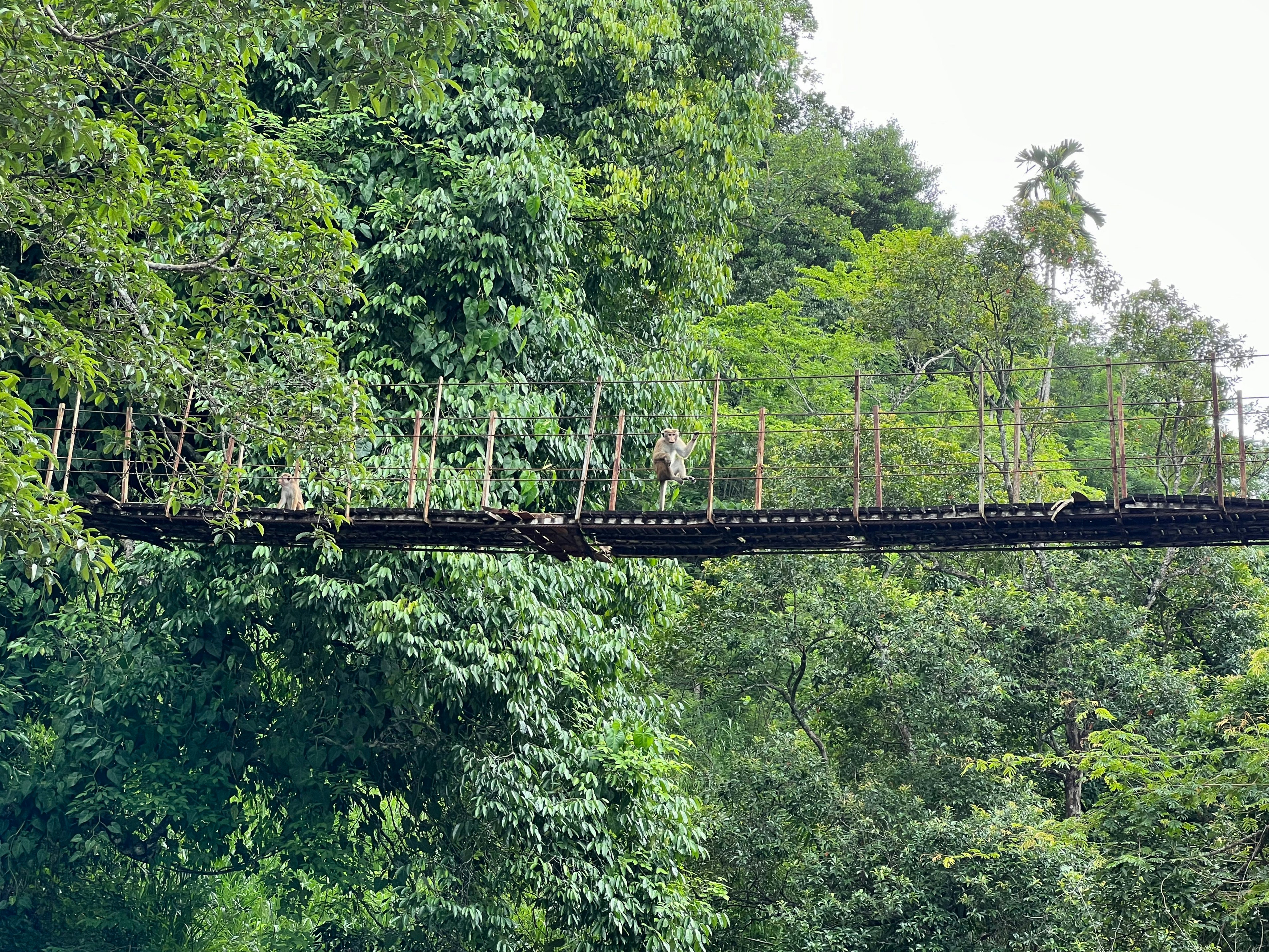 Caught a glimpse of these playful Langurs on a hanging bridge somewhere in Kandy, Sri Lanka