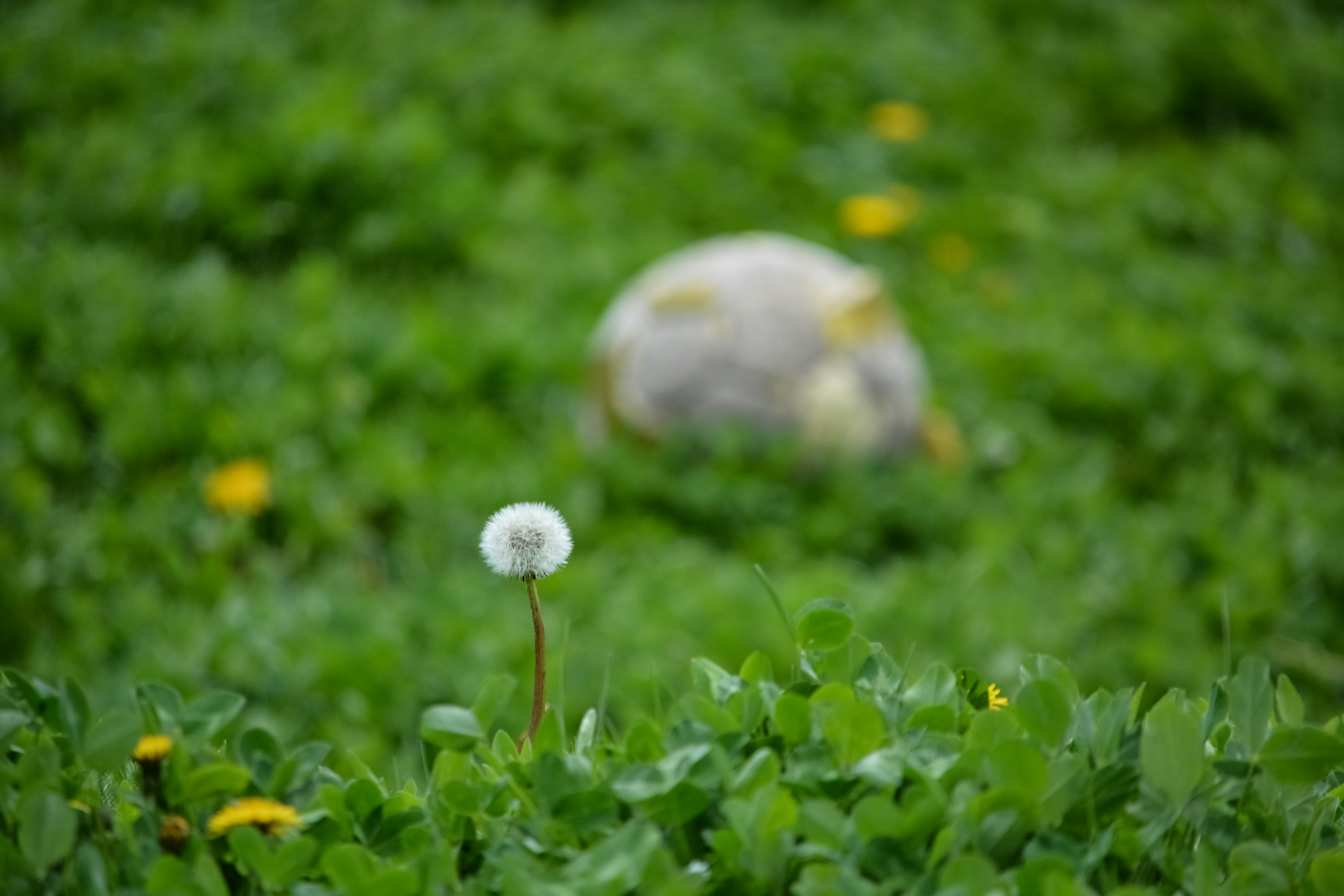 a couple of dandelions in a field of grass