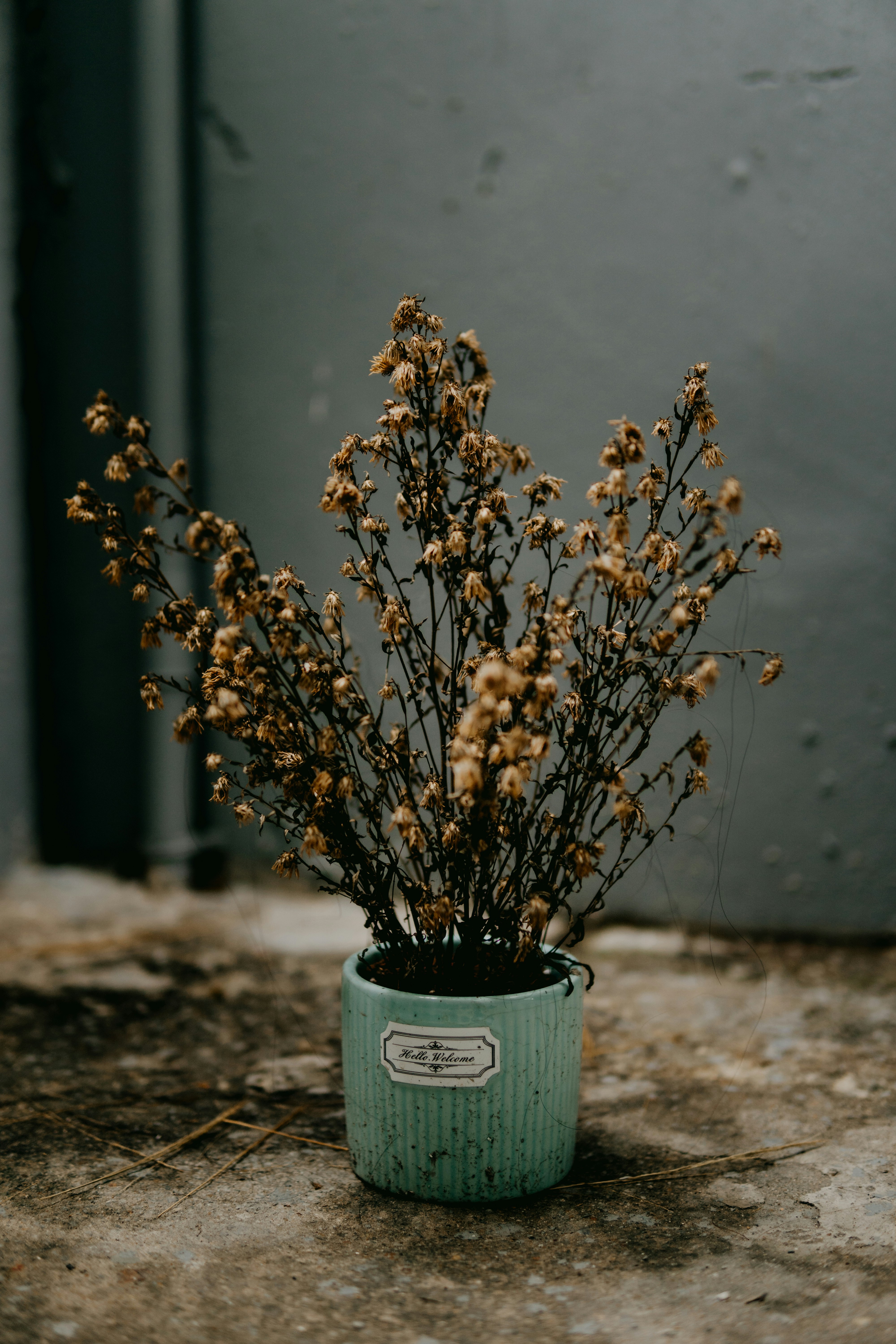 Teal Pot, Dry Bouquet: A Quiet Urban Still Life