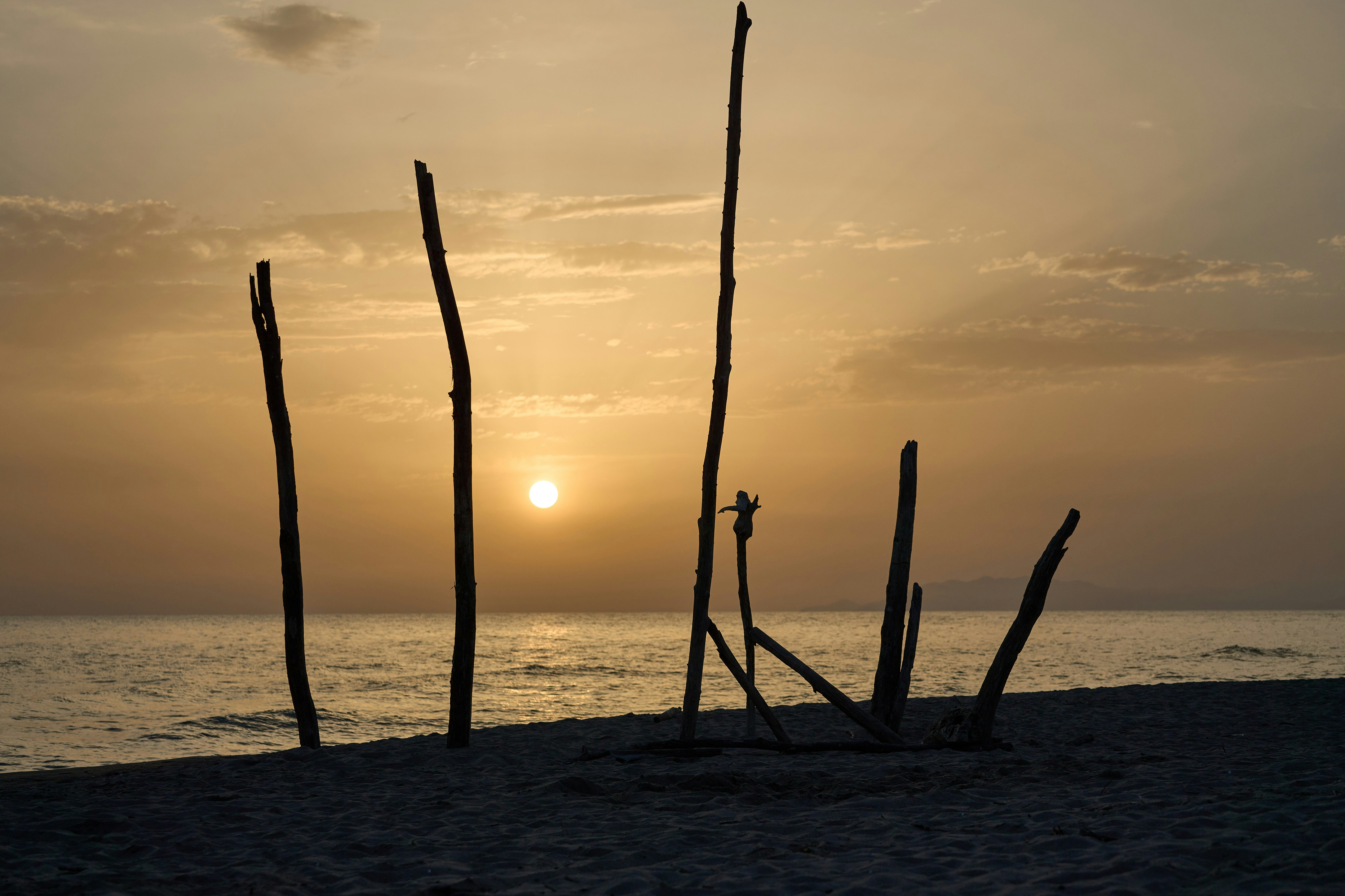 Sunlit Silence on Driftwood Shores
