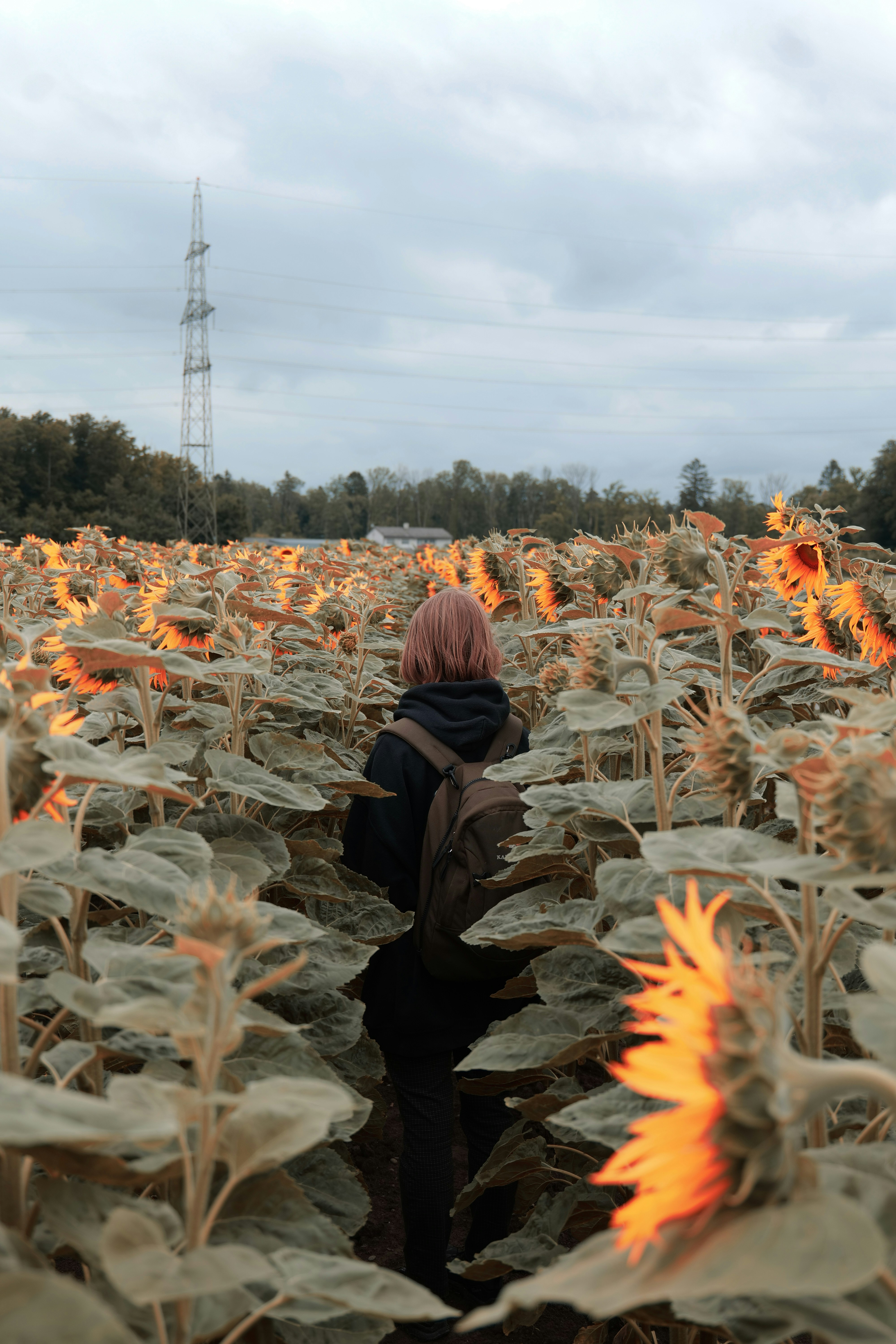 Lone Wanderer Through a Sunflower Sea Under Gray Skies