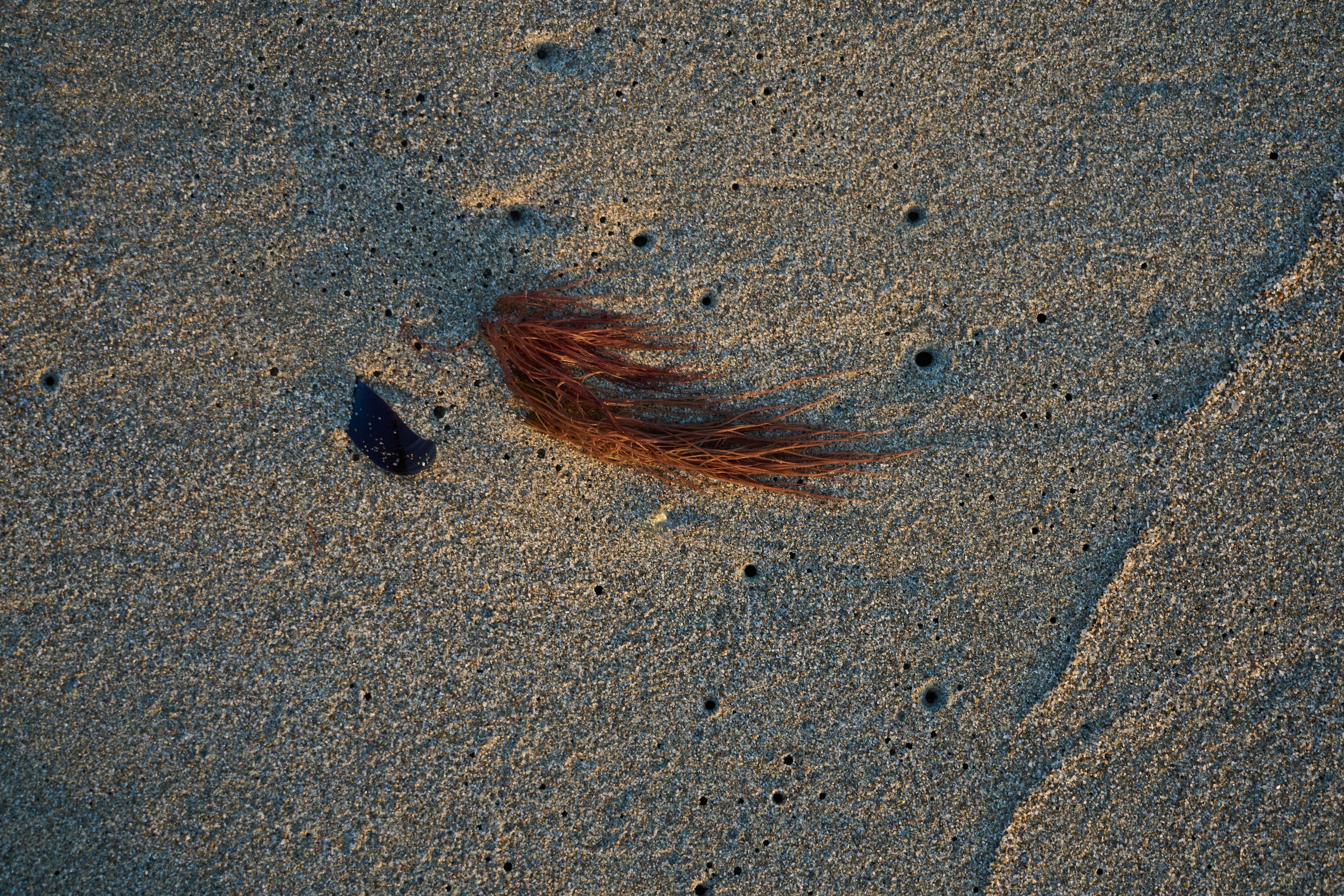 Une créature marine sur le sable photo – Photo gratuite sur Unsplash