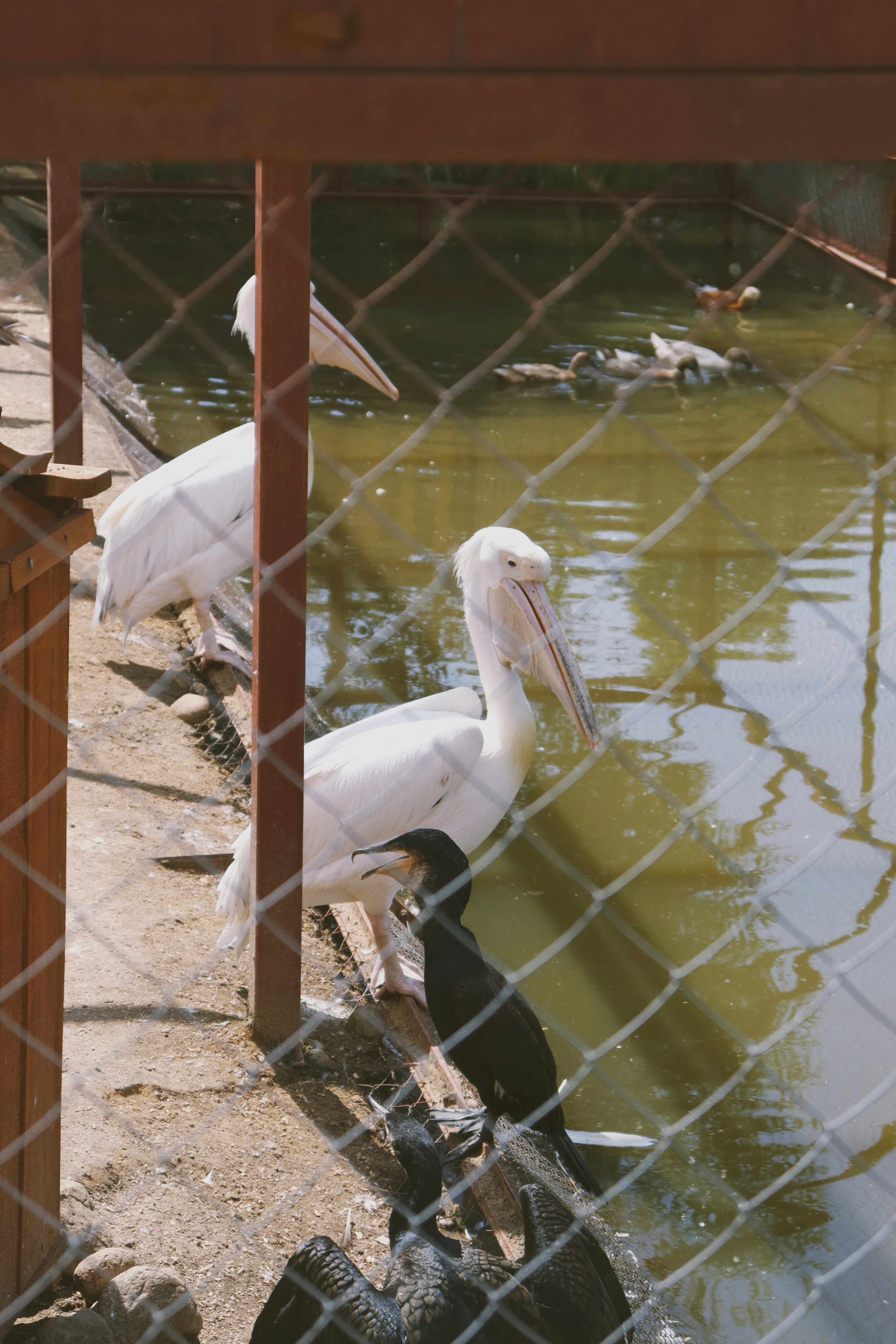 Pelican