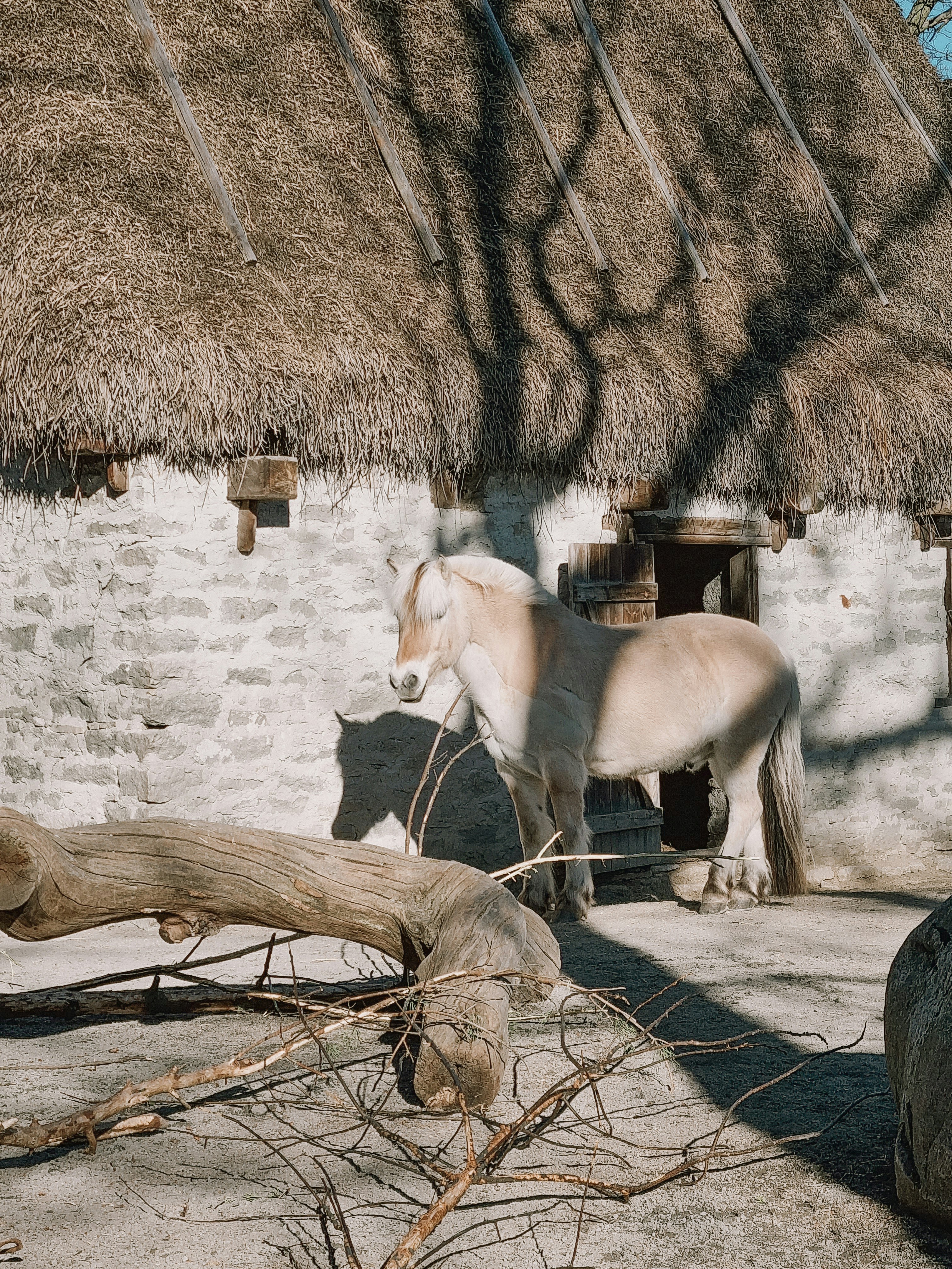 Chevaux dans une hutte de paille photo – Photo Gris Gratuite sur Unsplash