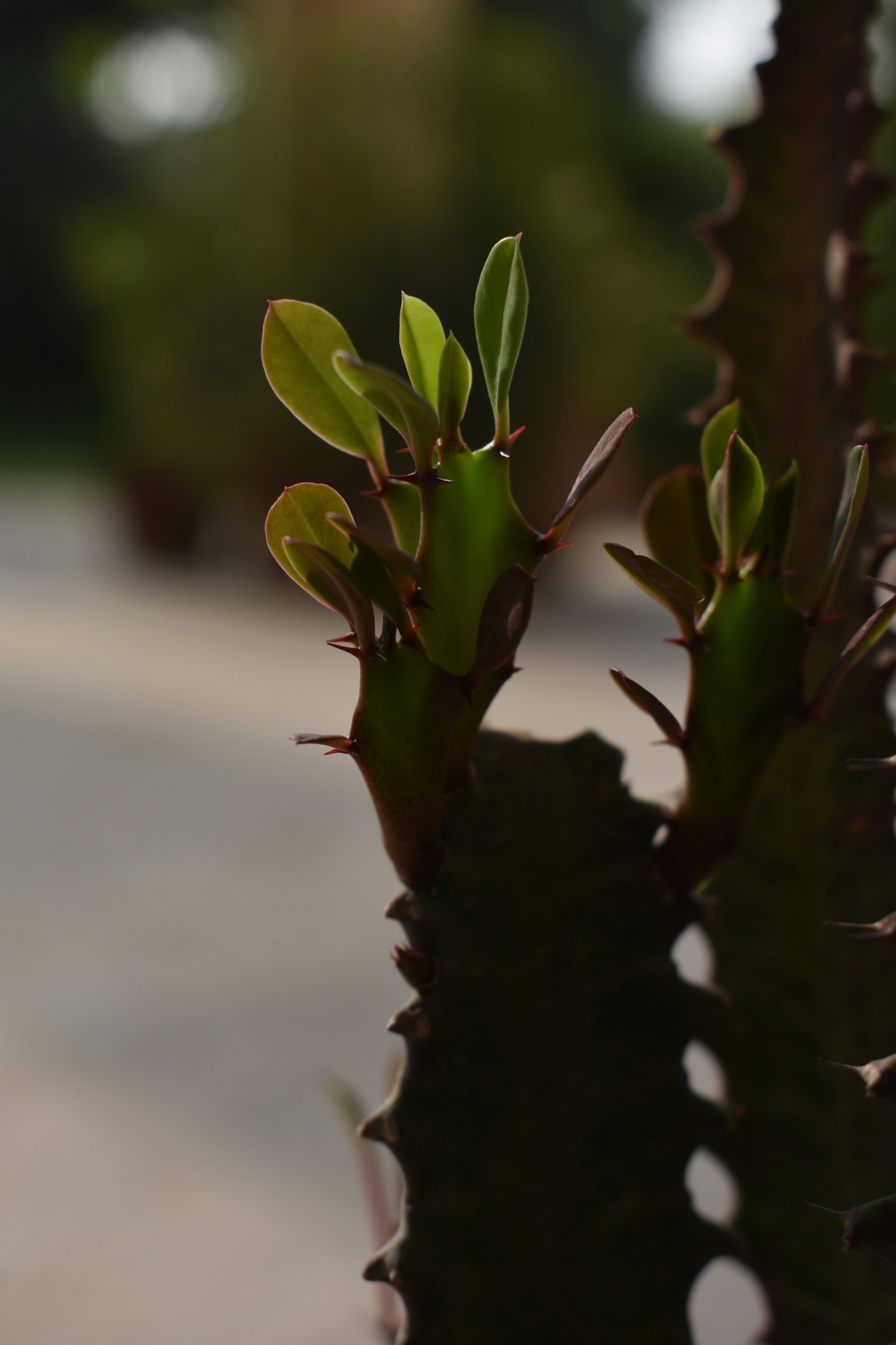 Emergent Leaves Cling to Thorned Stalks in Soft Focus