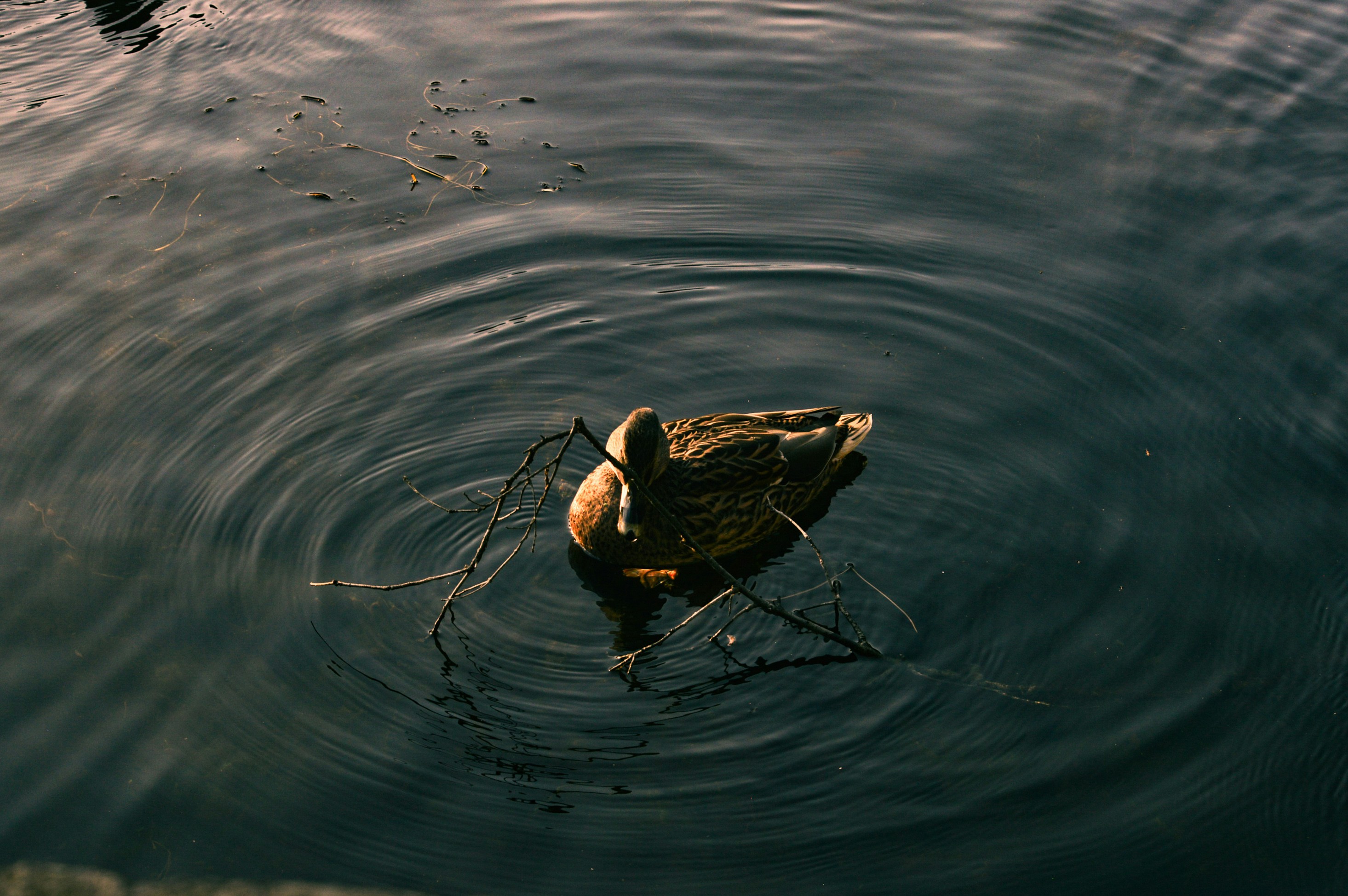 Nadia Weber (@nadia_weber) | Komunitas Foto Unsplash