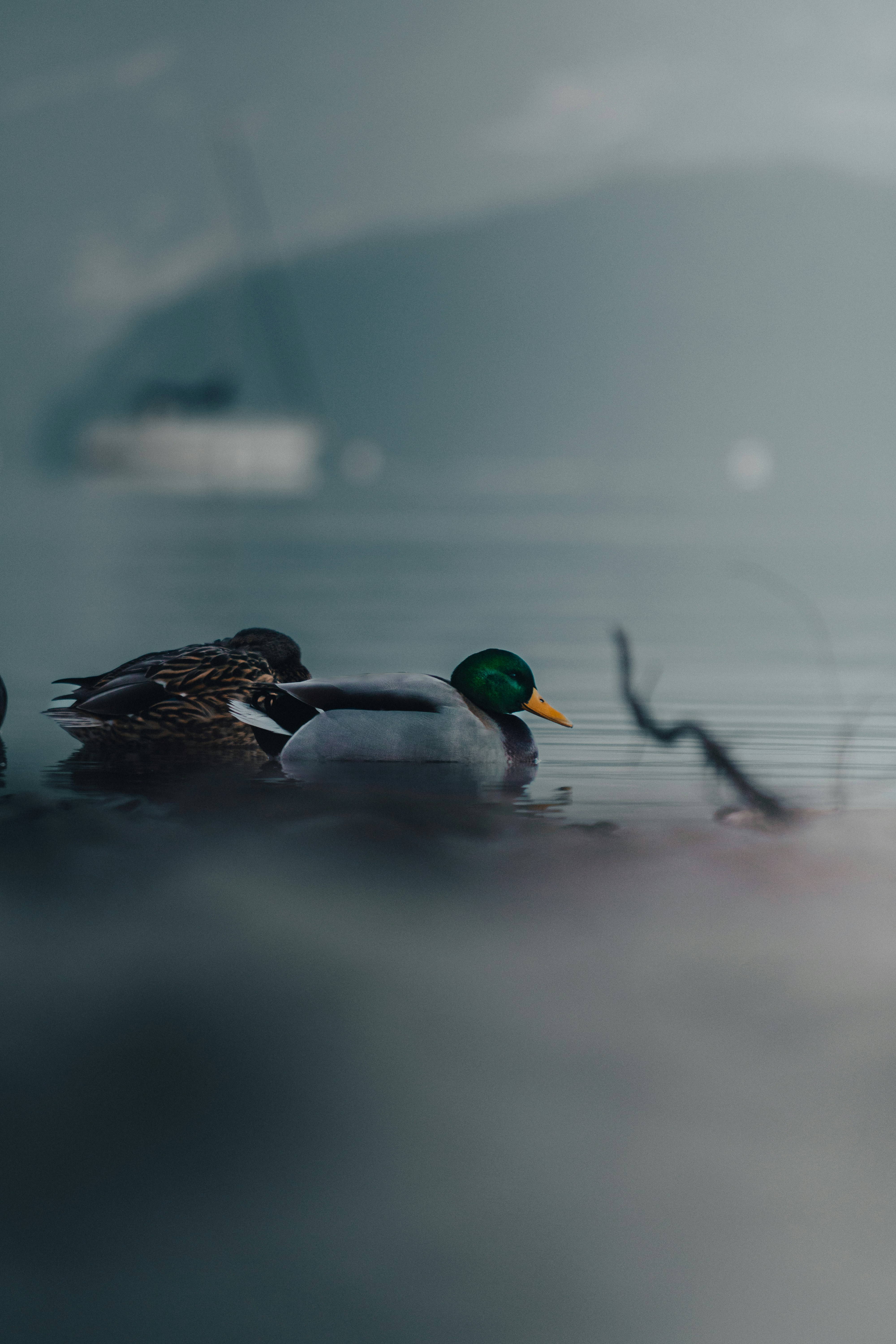 Green-Headed Duck in Quiet Morning Waters