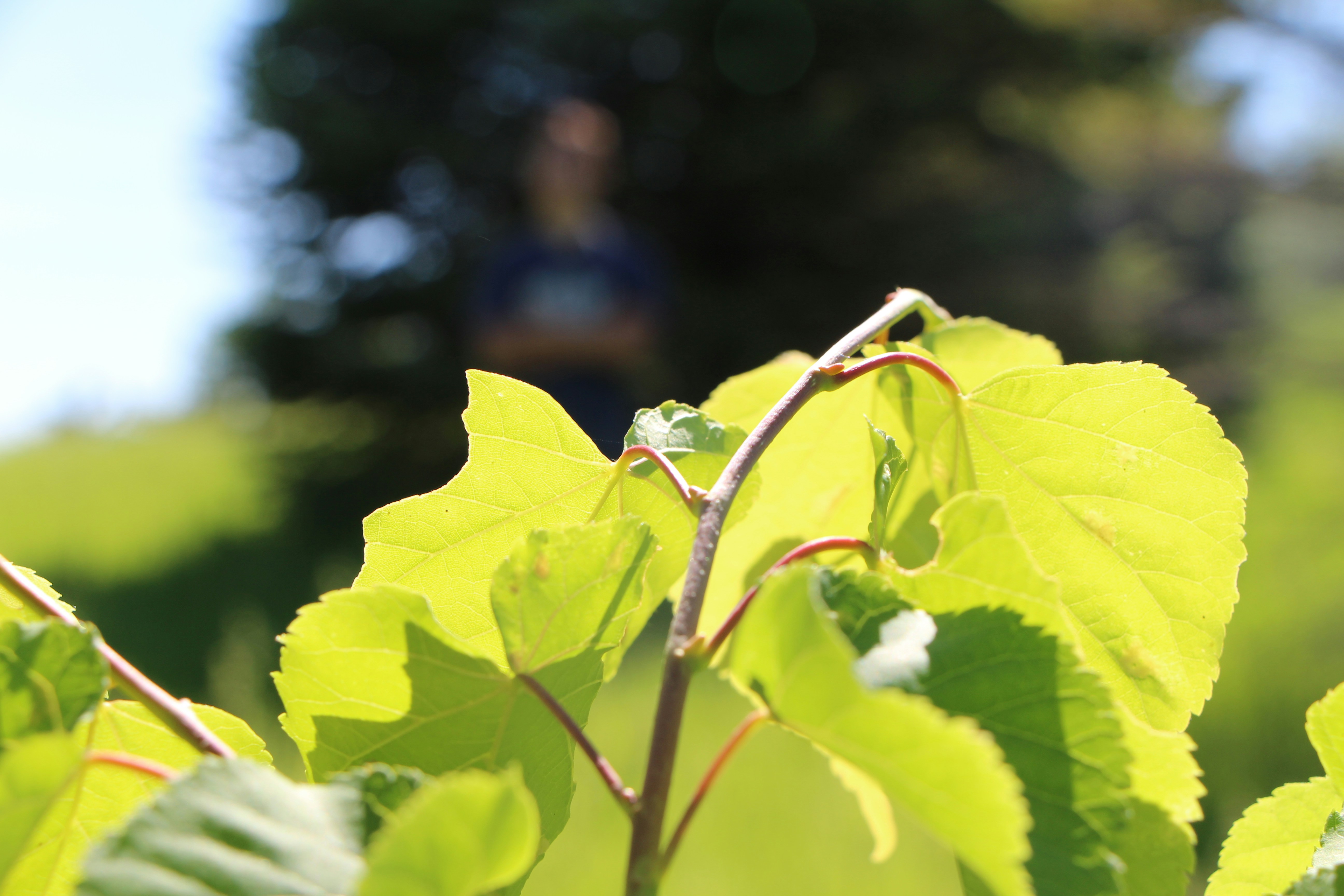 Sunlit Grapevine in Focus: A Quiet Foreground with a Subtle Silhouette Behind