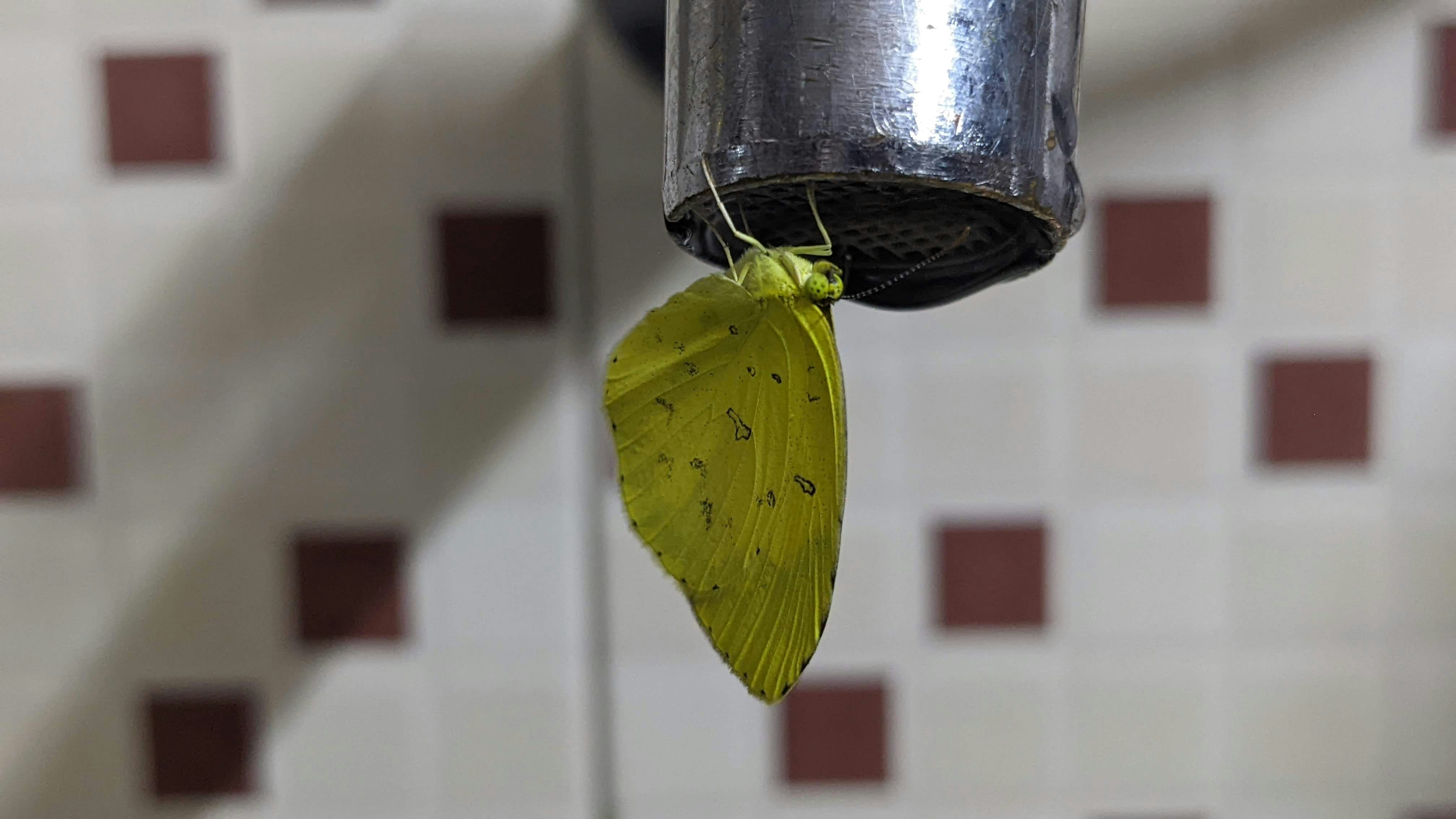 Leaf suspended from a faucet: a single green fragment against a tiled backdrop