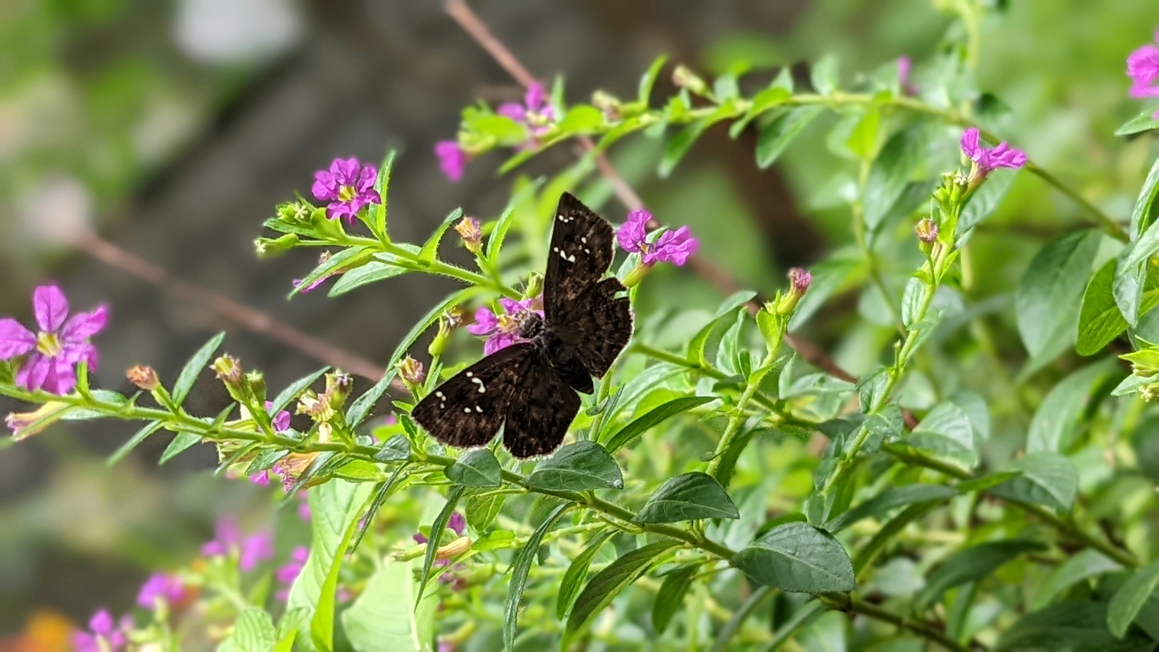 Nature's Delicate Dancer Among Blossoms