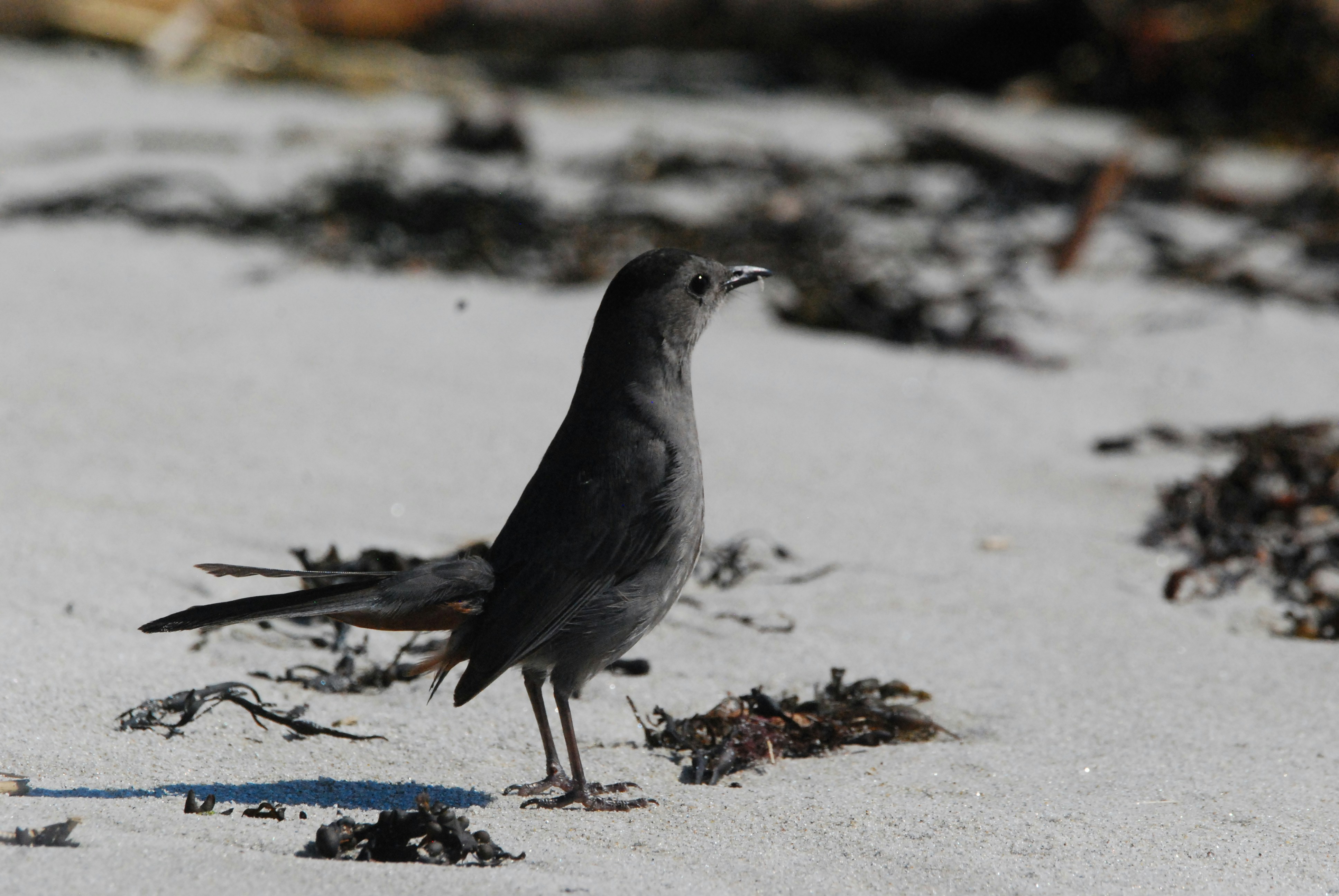 A gray bird stands on a sandy beach, surrounded by seaweed and driftwood, observing its surroundings.