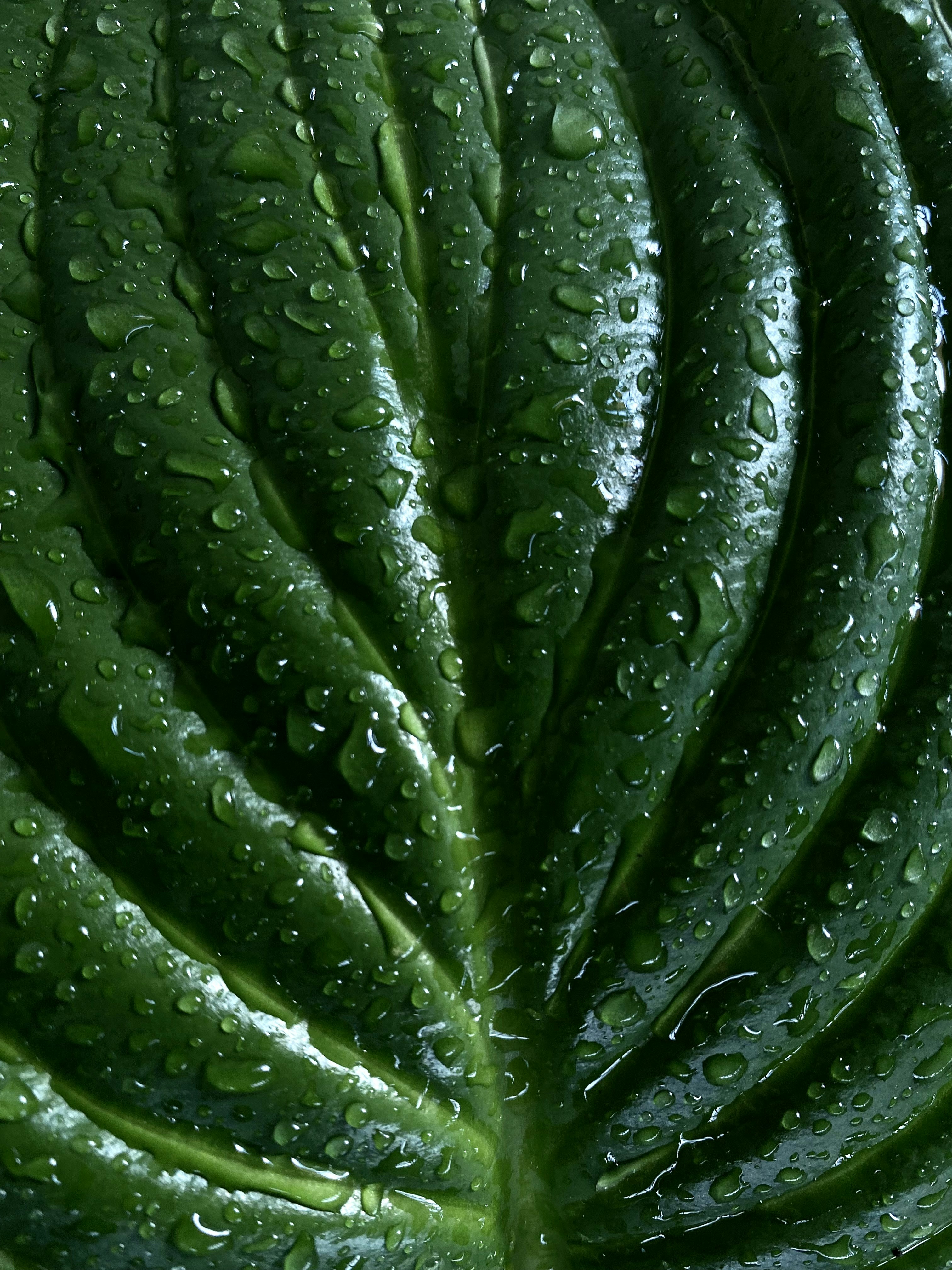Dew Veins: A macro study of rain-kissed leaf texture