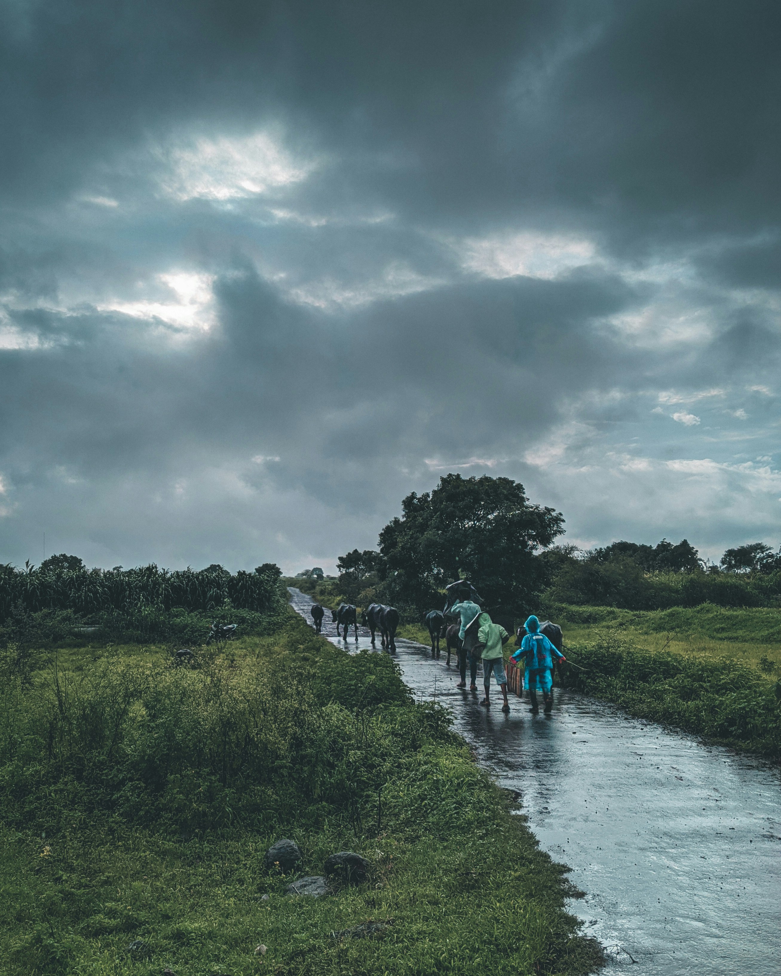 Farmers in rain gear walking along a slick, winding path under a dramatic sky, leading a herd of cattle. The lush greenery frames the scene beautifully.