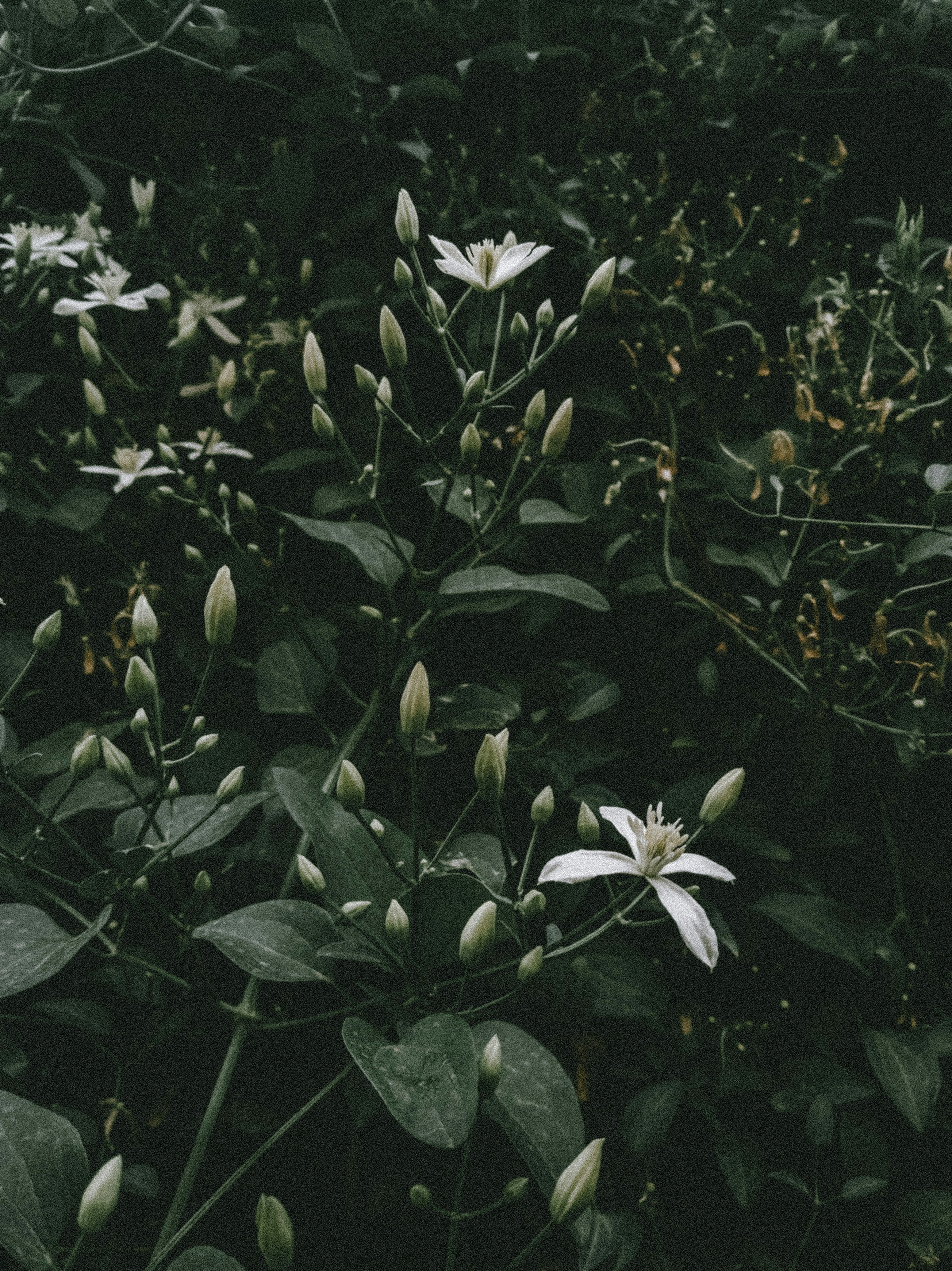 Delicate white flowers emerge amidst a lush backdrop of dark green foliage, creating a serene and intimate garden scene.