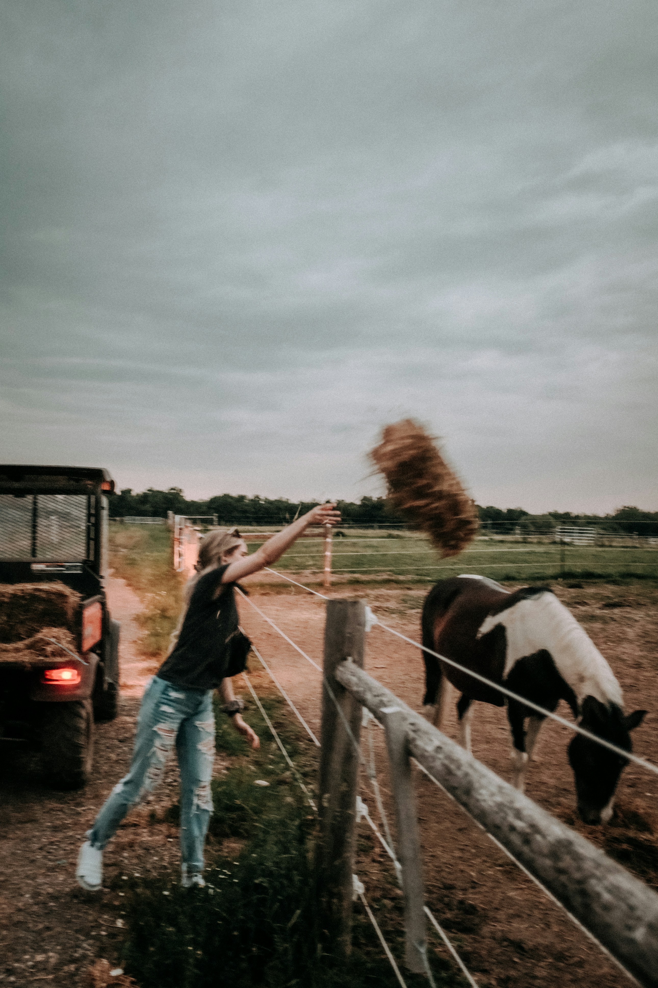 A person feeding a cow photo – Free Grey Image on Unsplash