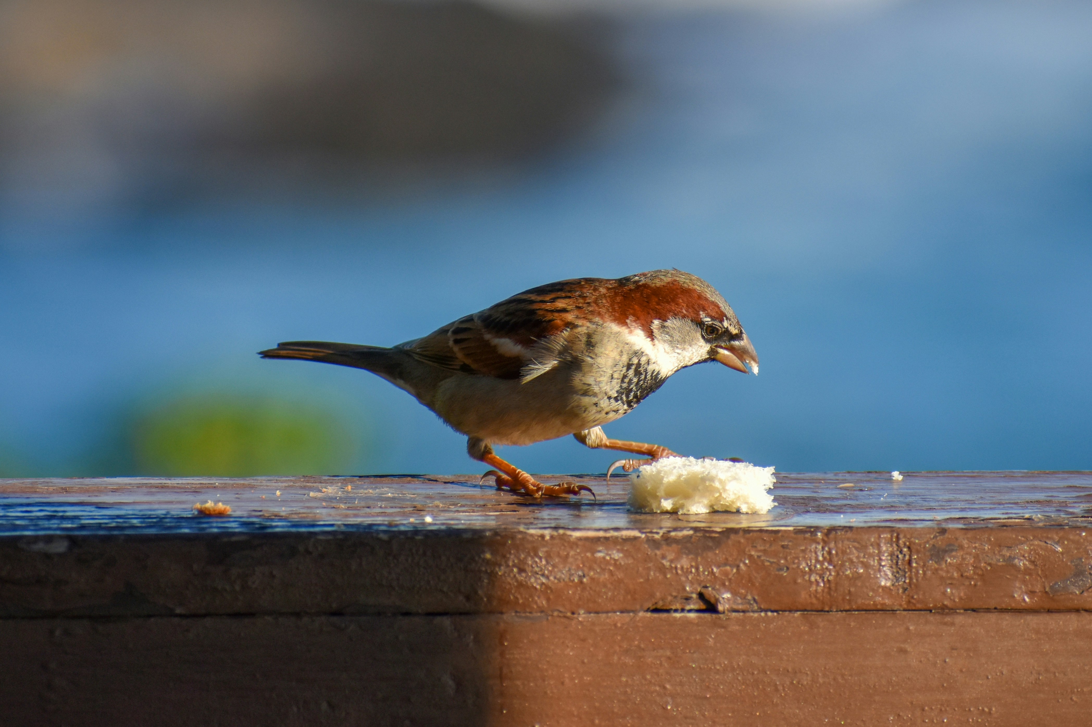 Tiny Seed-Eater on a Weathered Rail