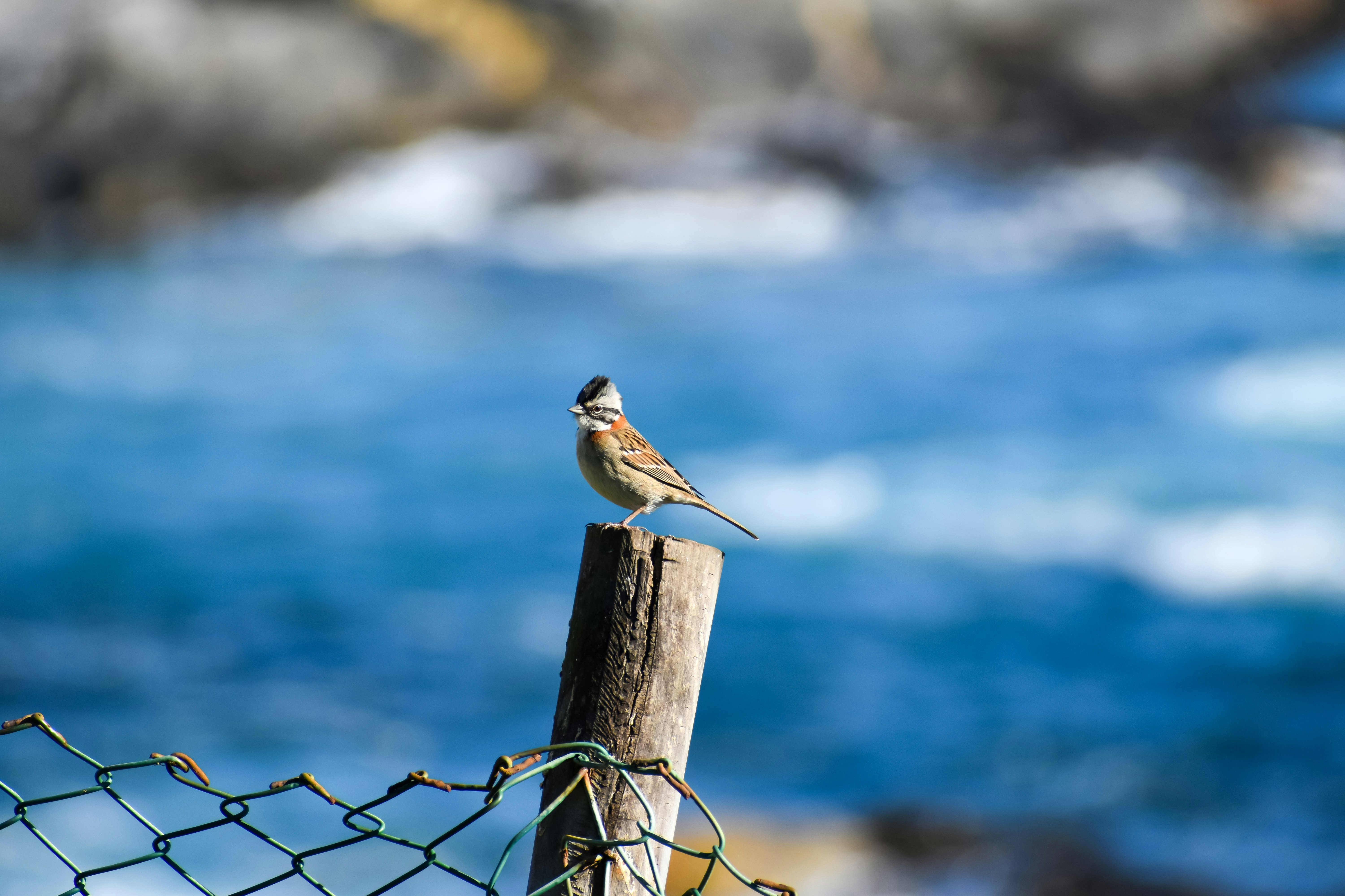 Seaside Sentinel: A Small Bird Perched on a Weathered Post