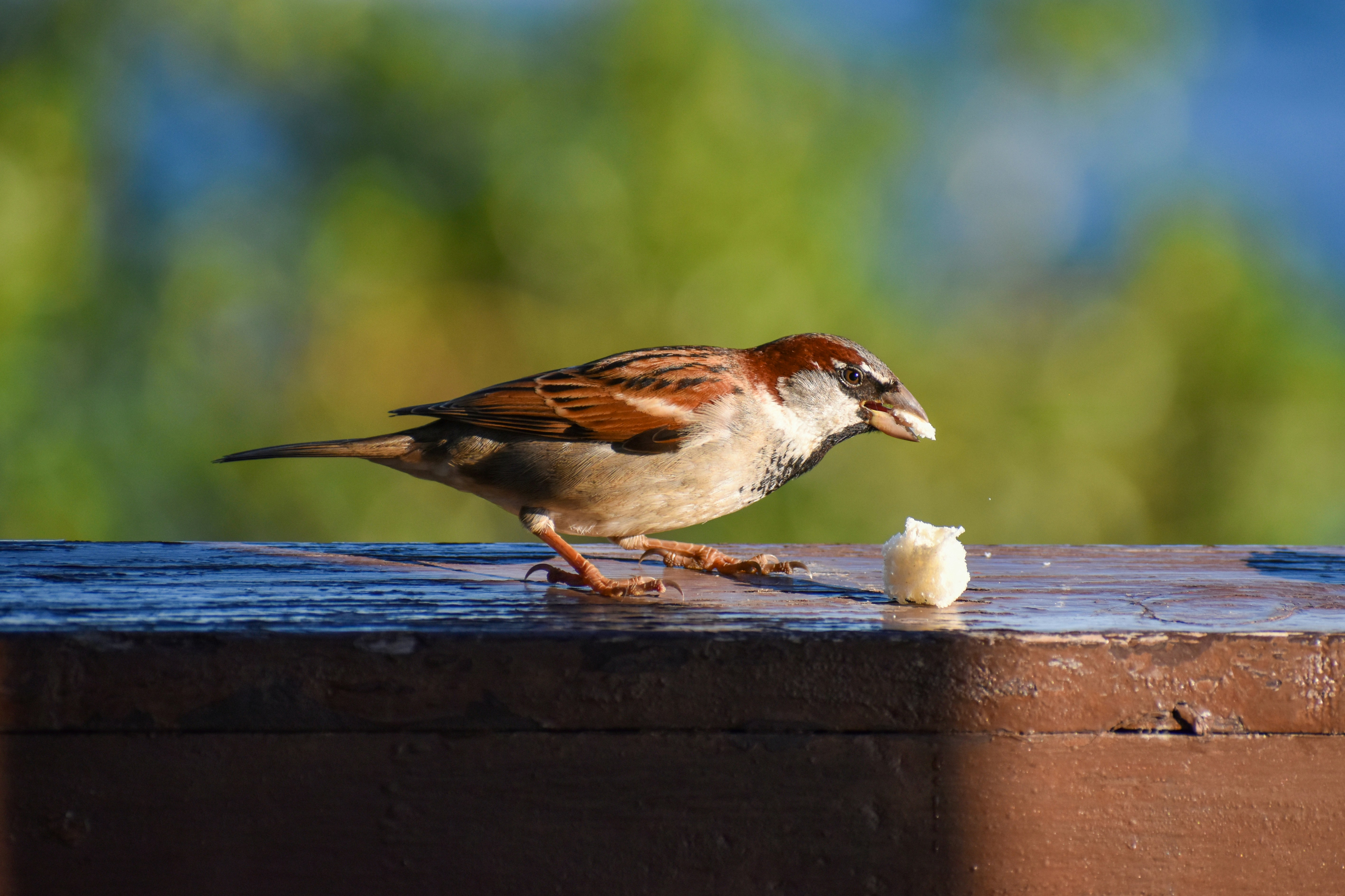 Crumb Courier on a Weathered Rail