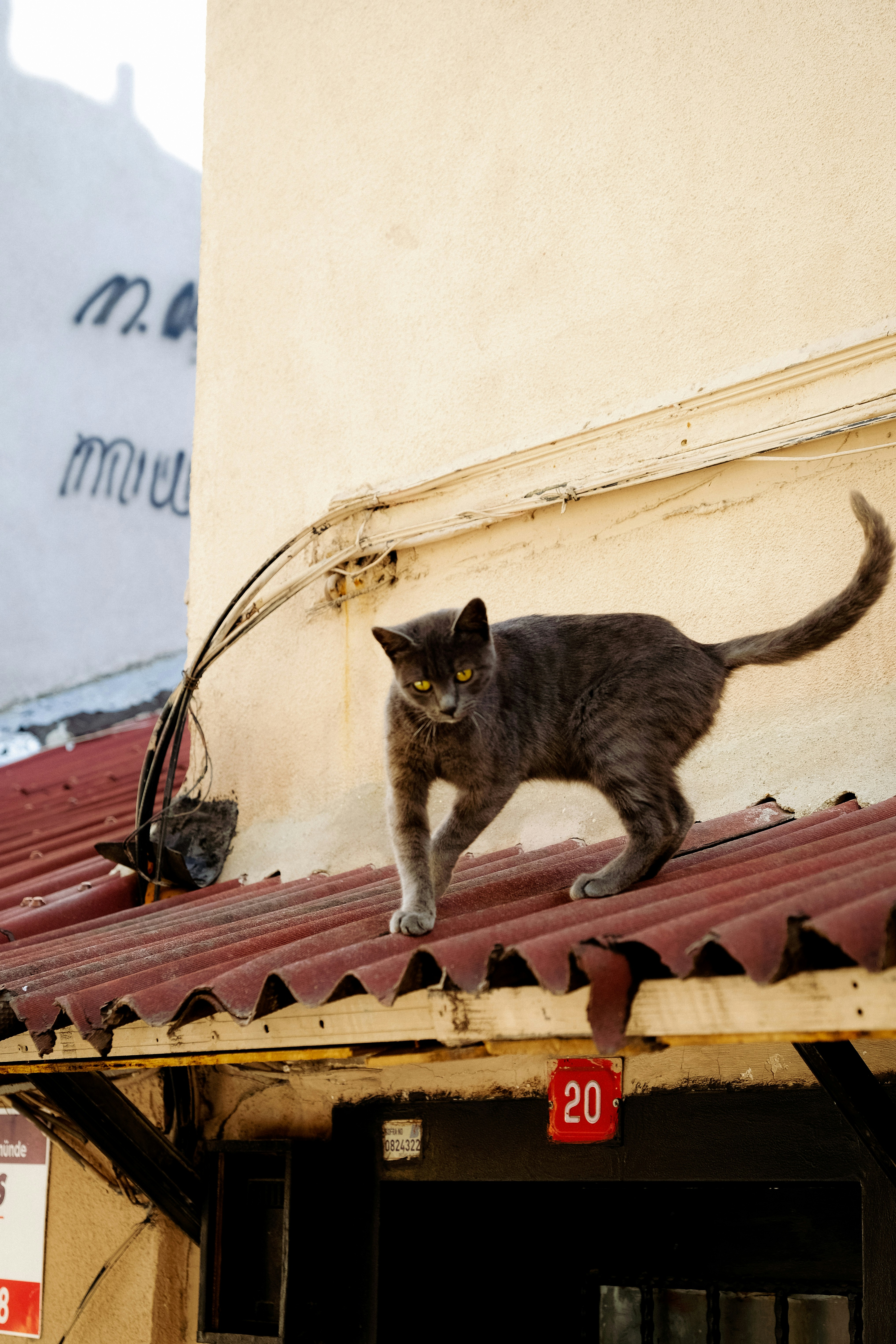 Un gato en un techo foto – Imagen de Gato gratuita en Unsplash