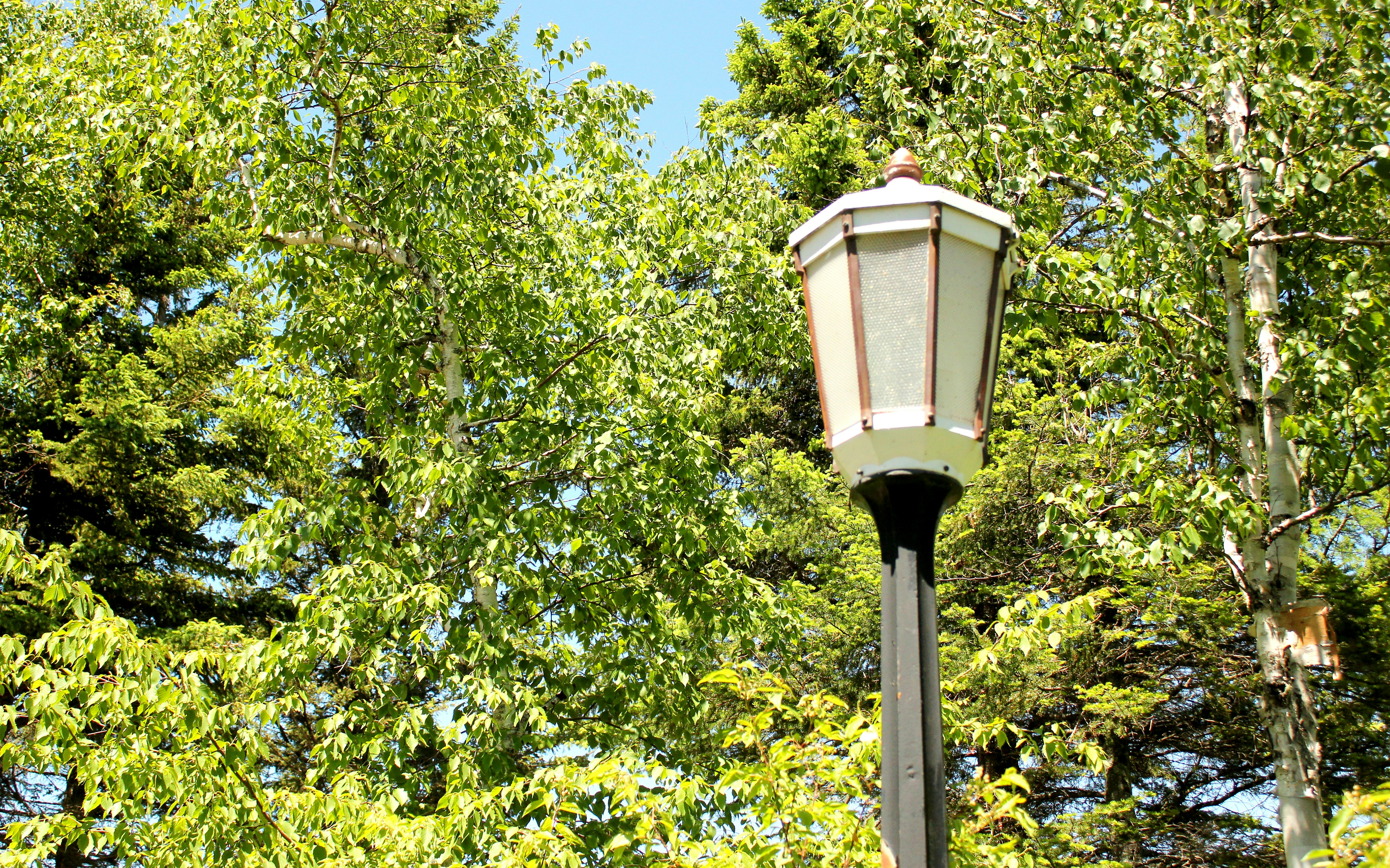 A light post with trees in the background photo – Free Street lamp ...