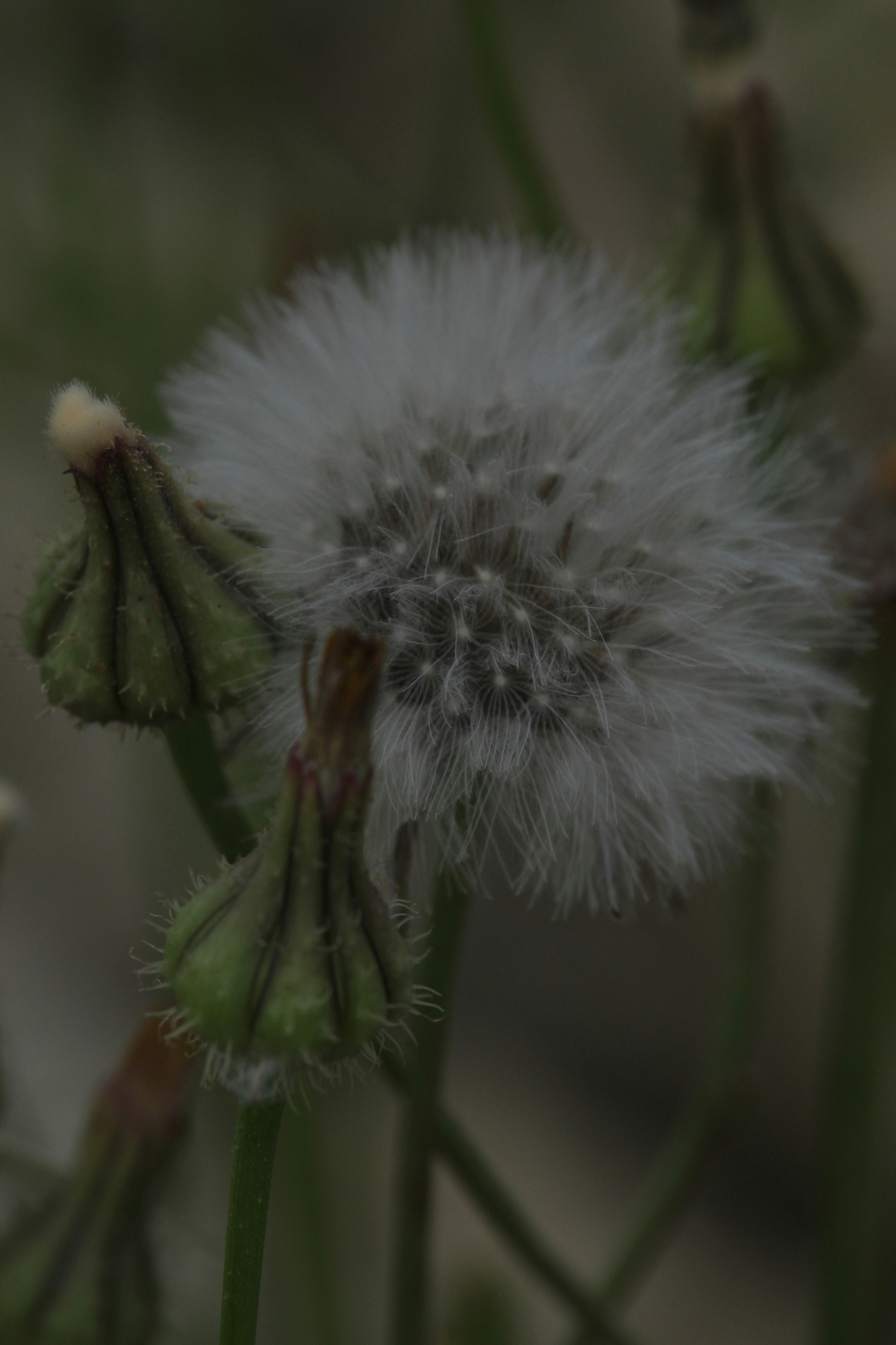 Whispering Dandelion: A Macro Portrait in Gentle Light