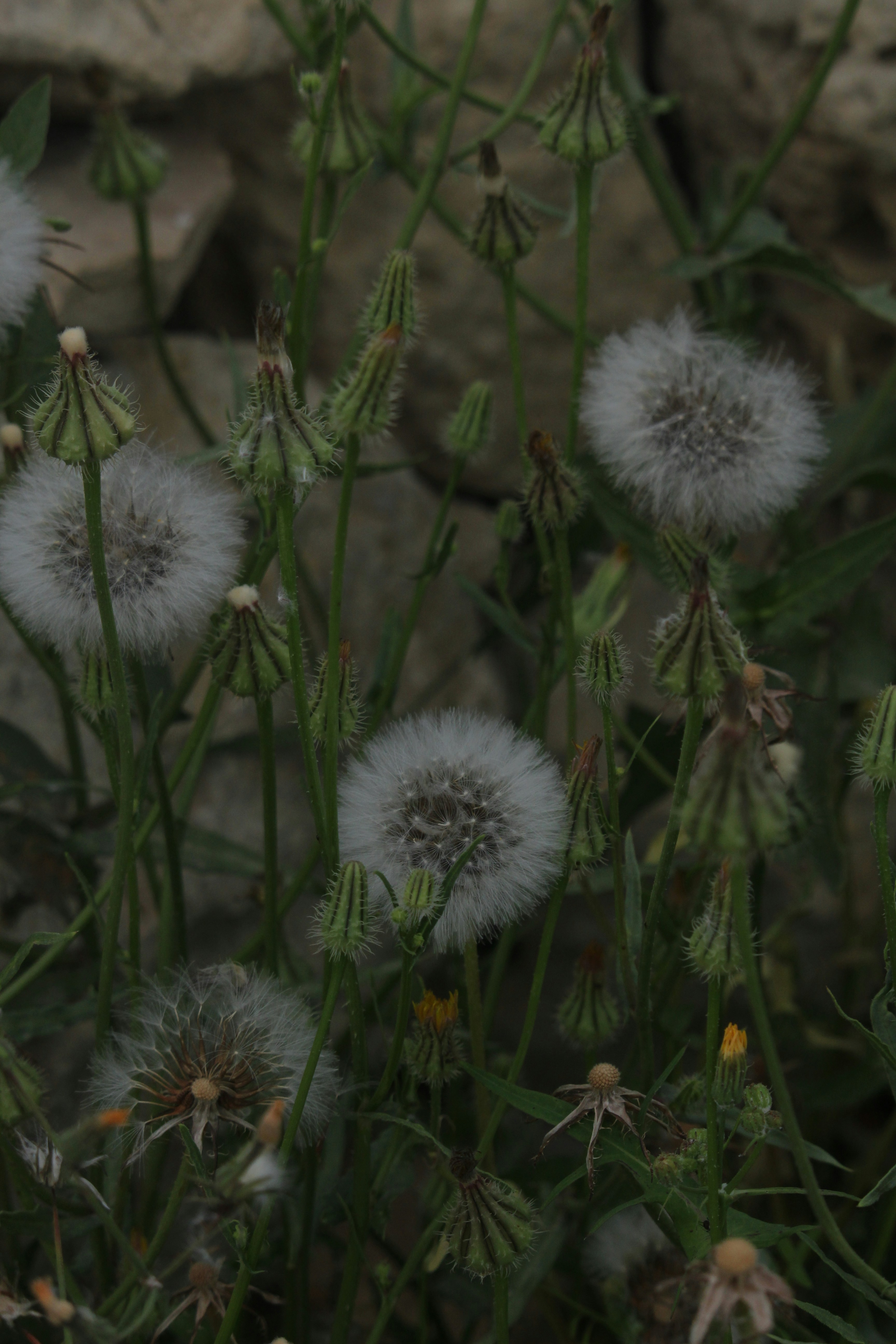 Whispering Dandelions in Dusk-Tinted Underbrush