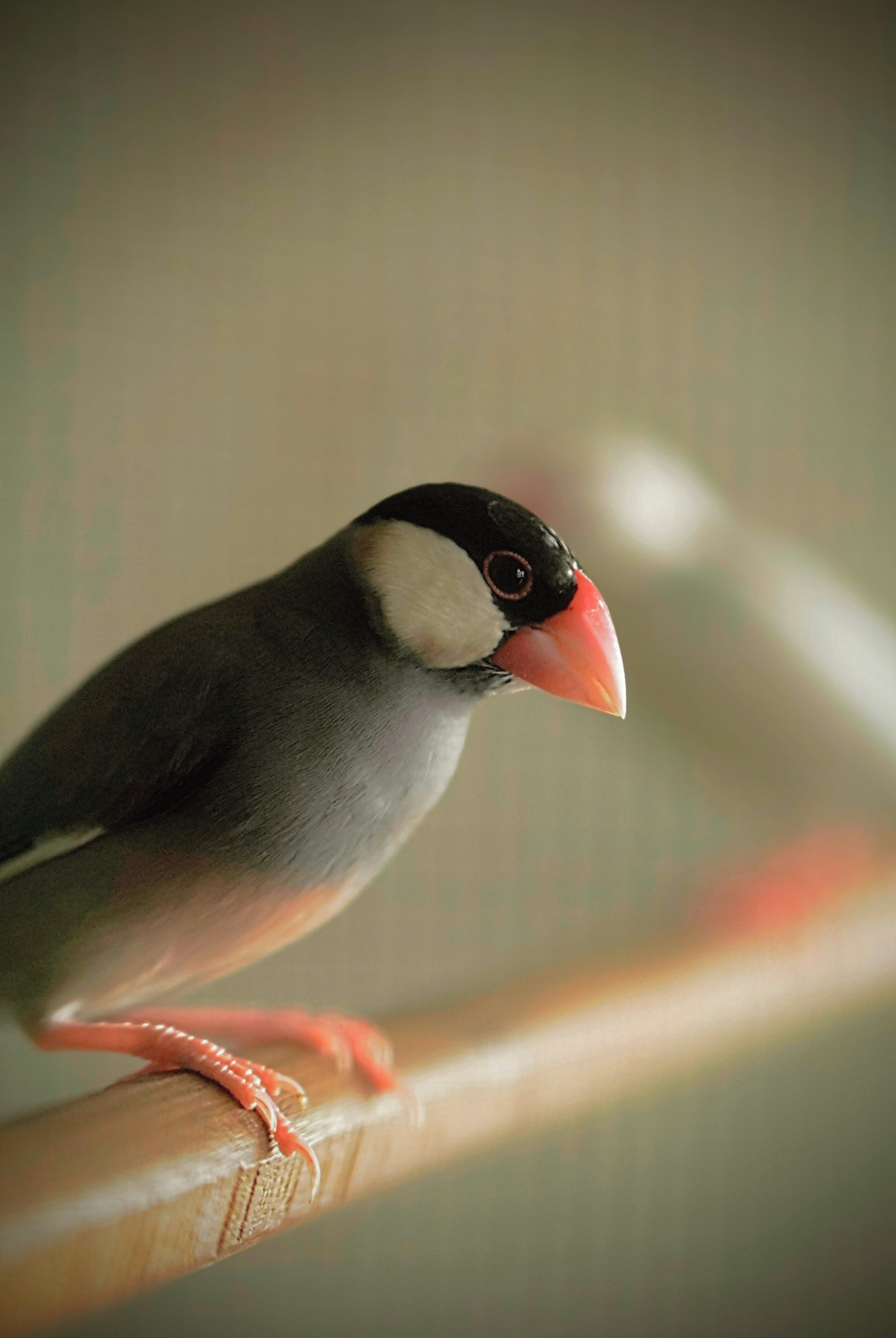 Black-cheeked Finch with Scarlet Beak Perched in Soft, Warm Light