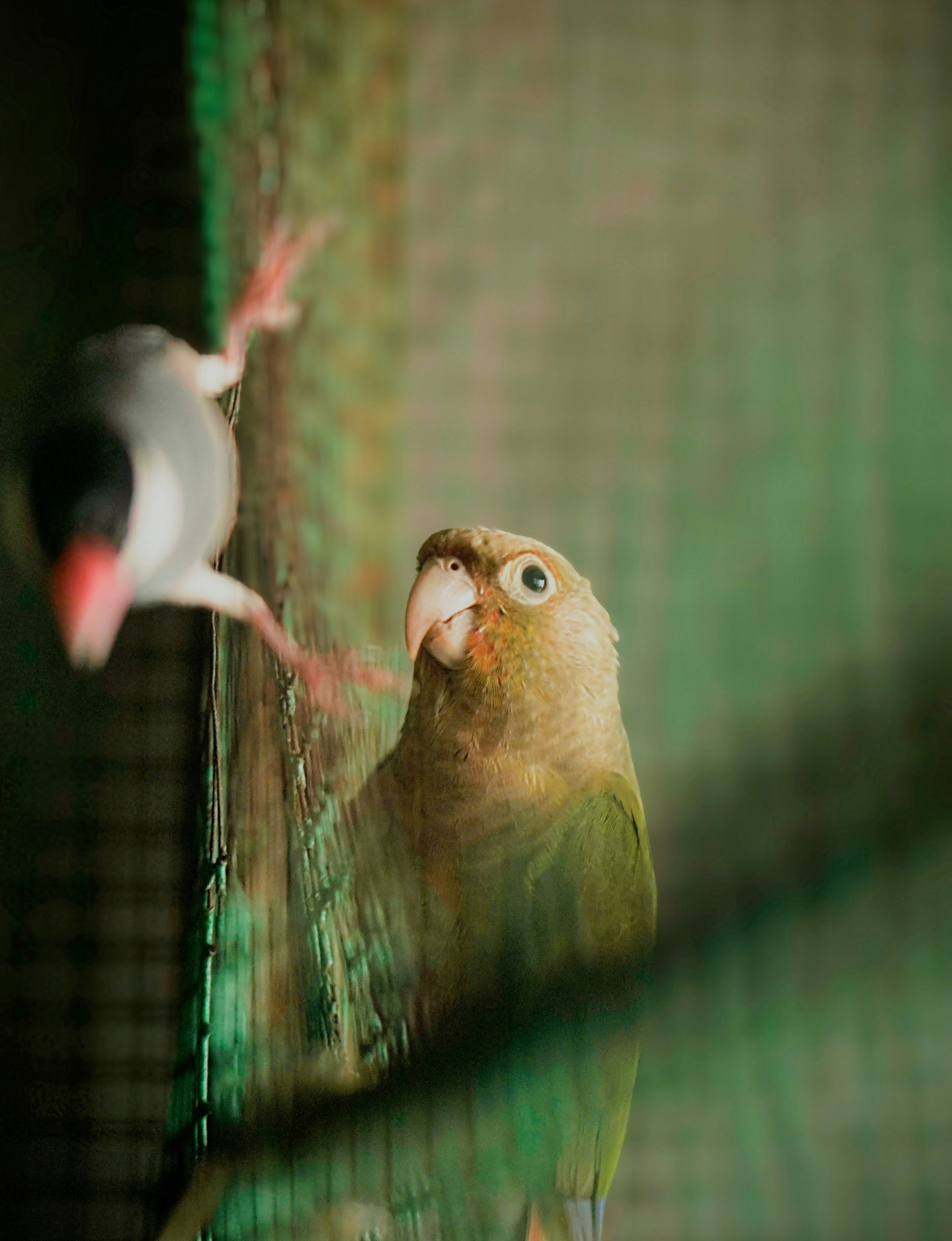 Curious Parrot Peering Through a Veiled Green Cage Mesh