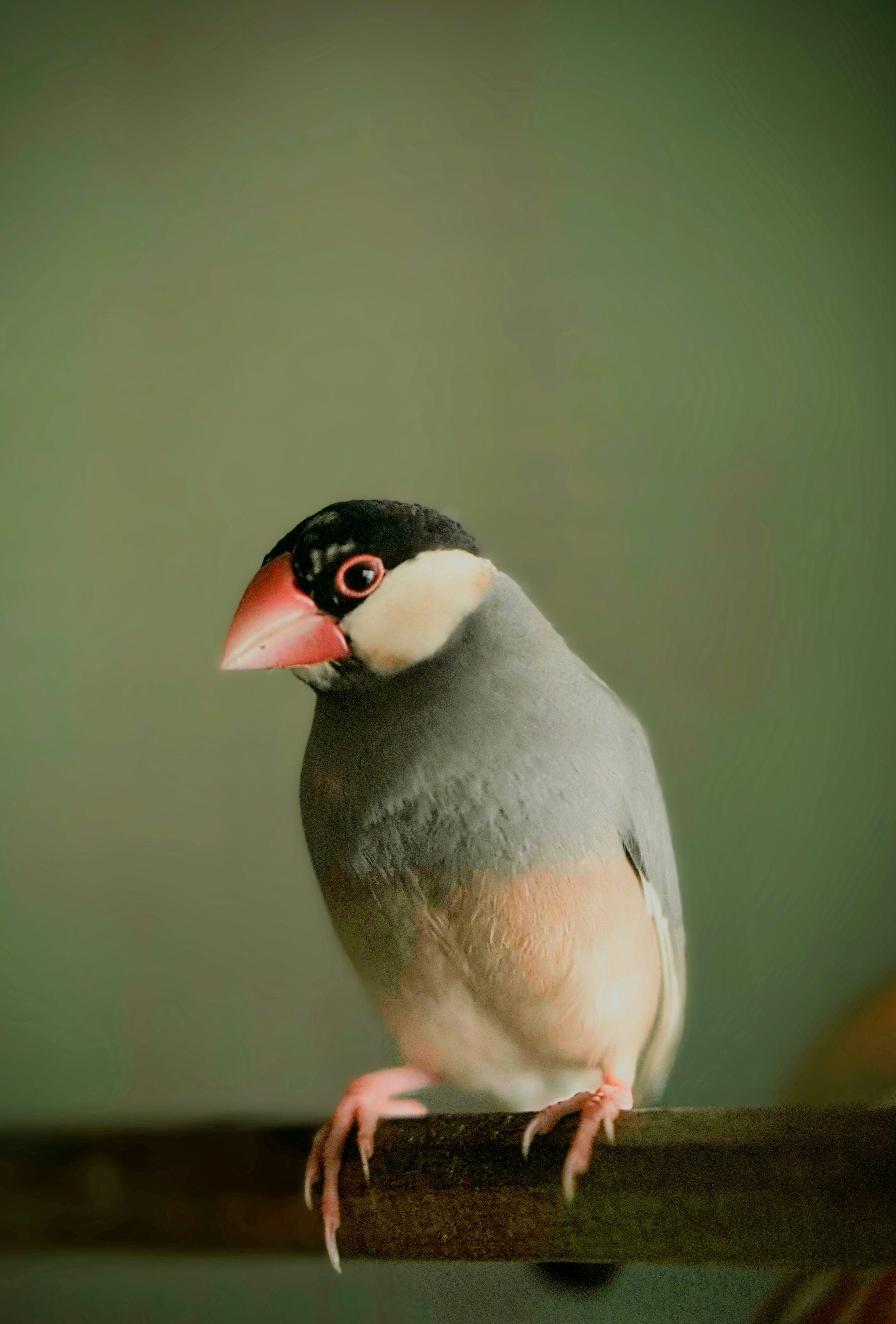 Pied Java Sparrow on a Weathered Perch in Quiet Green Bokeh