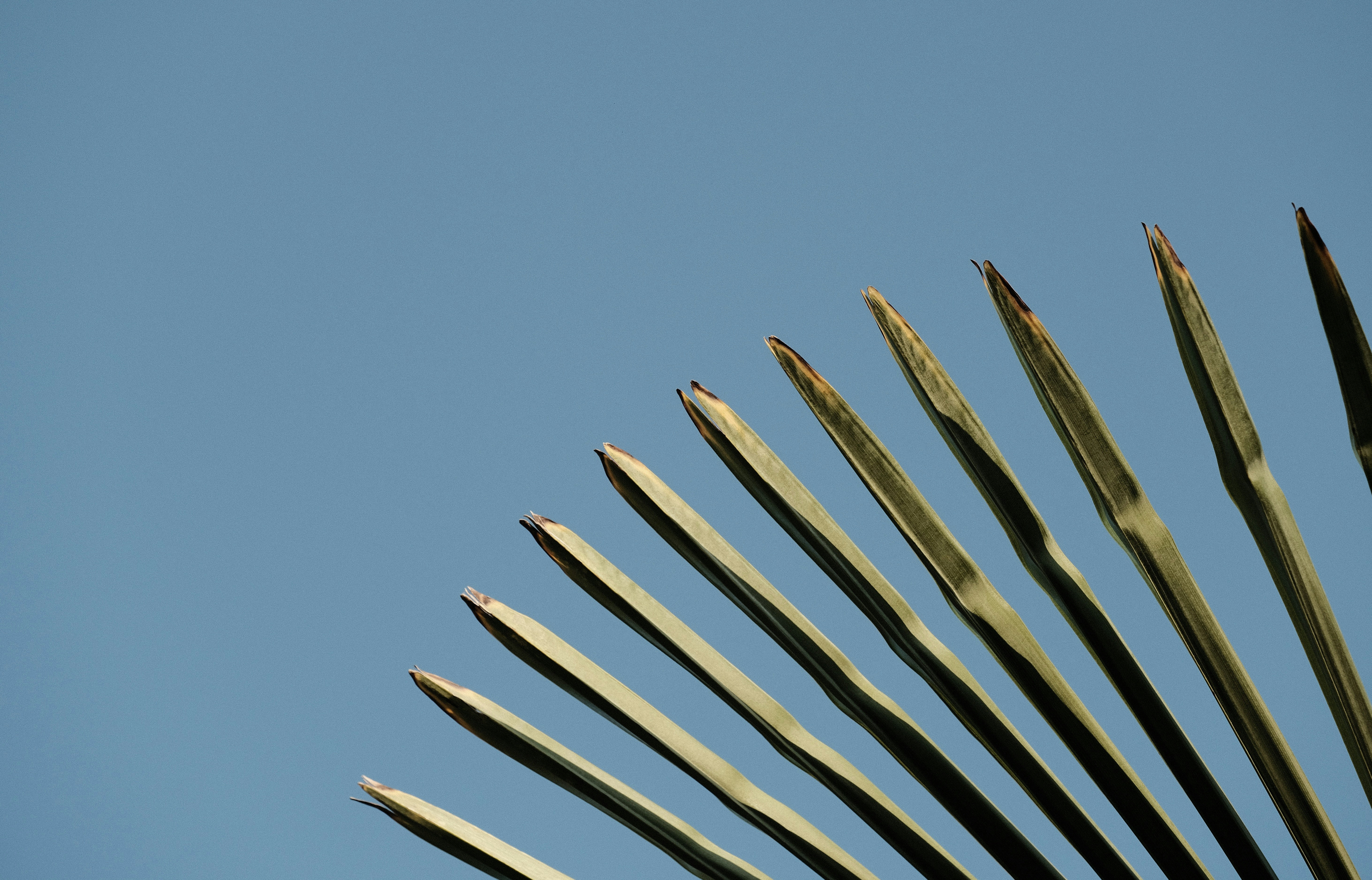 Close-up of palm fronds reaching towards a clear blue sky, highlighting their linear shapes and textures.