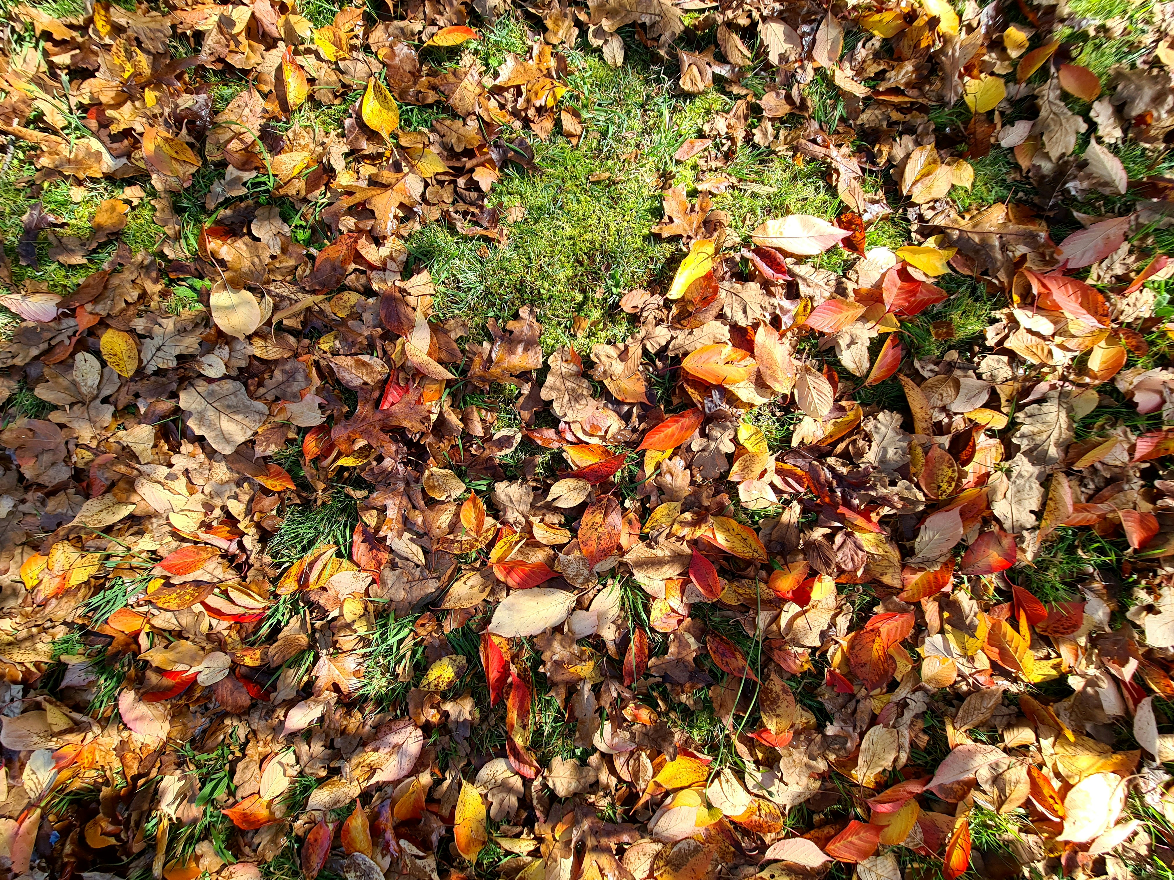 Emerald Patch in a Fall-Leaf Tapestry