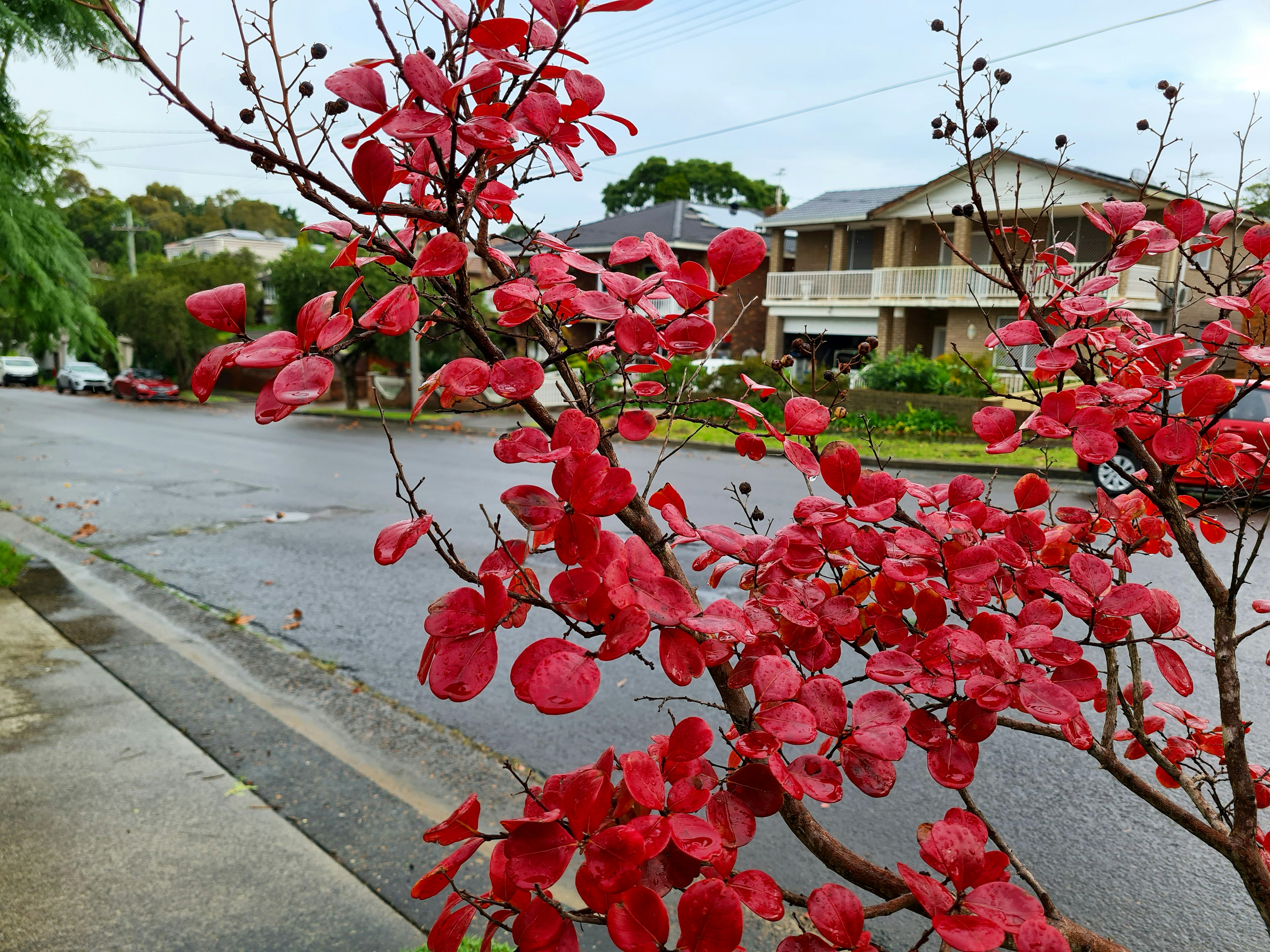 a tree with red flowers