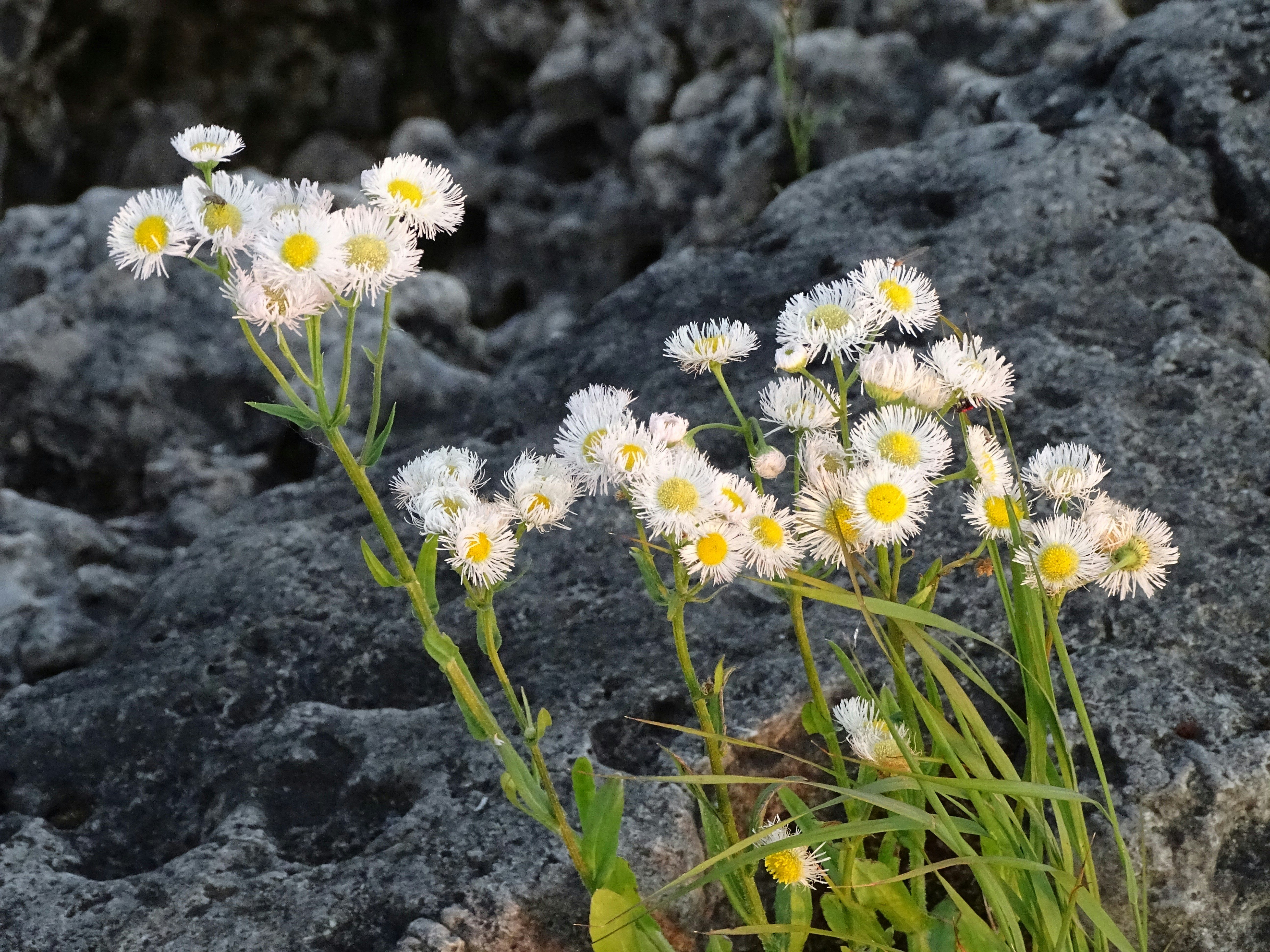 Daisies Against Lava: Fragile Life on Rugged Basalt