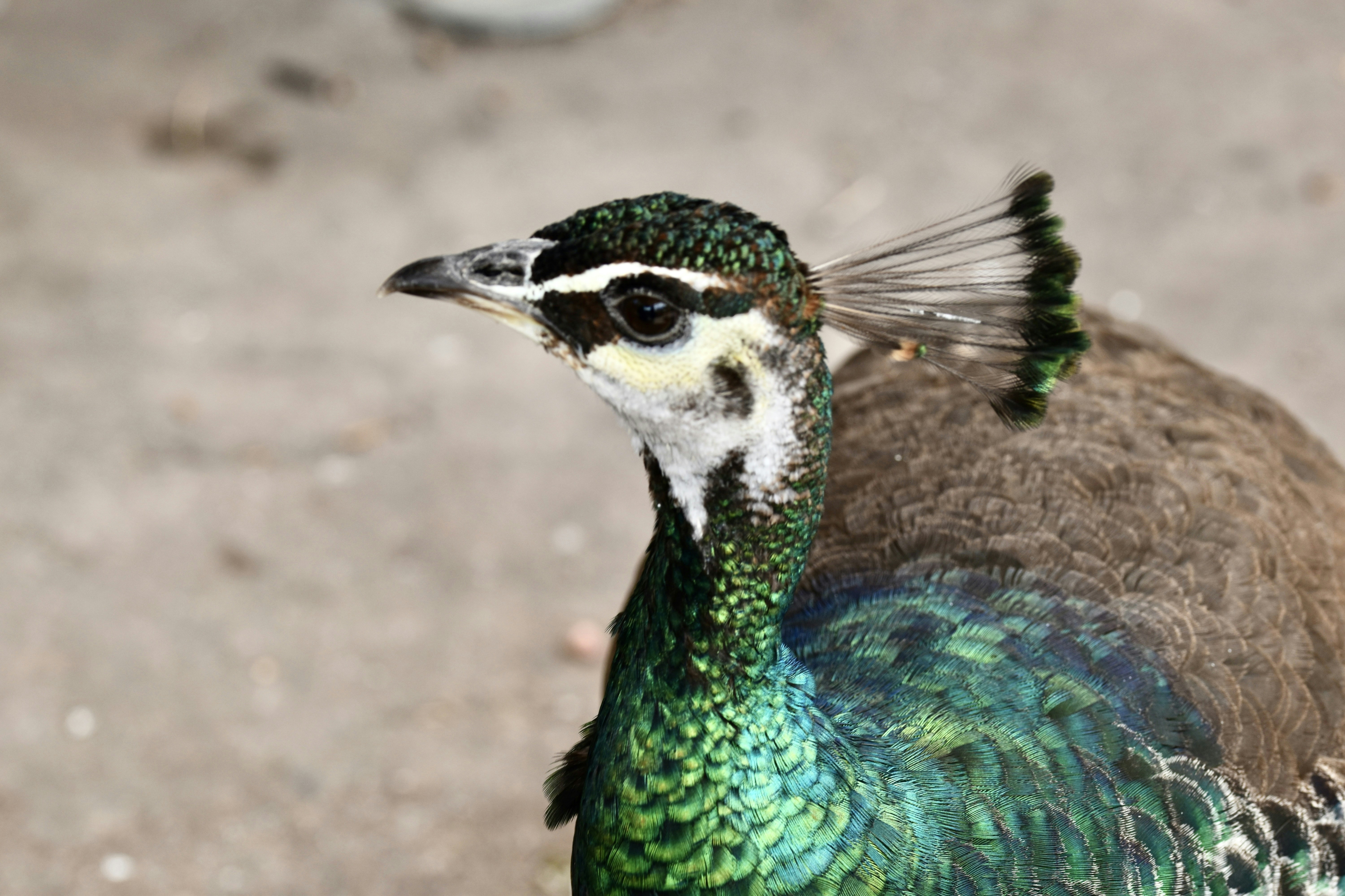 Close-up of a peacock displaying its vibrant green and blue feathers, showcasing intricate details of its head and neck.