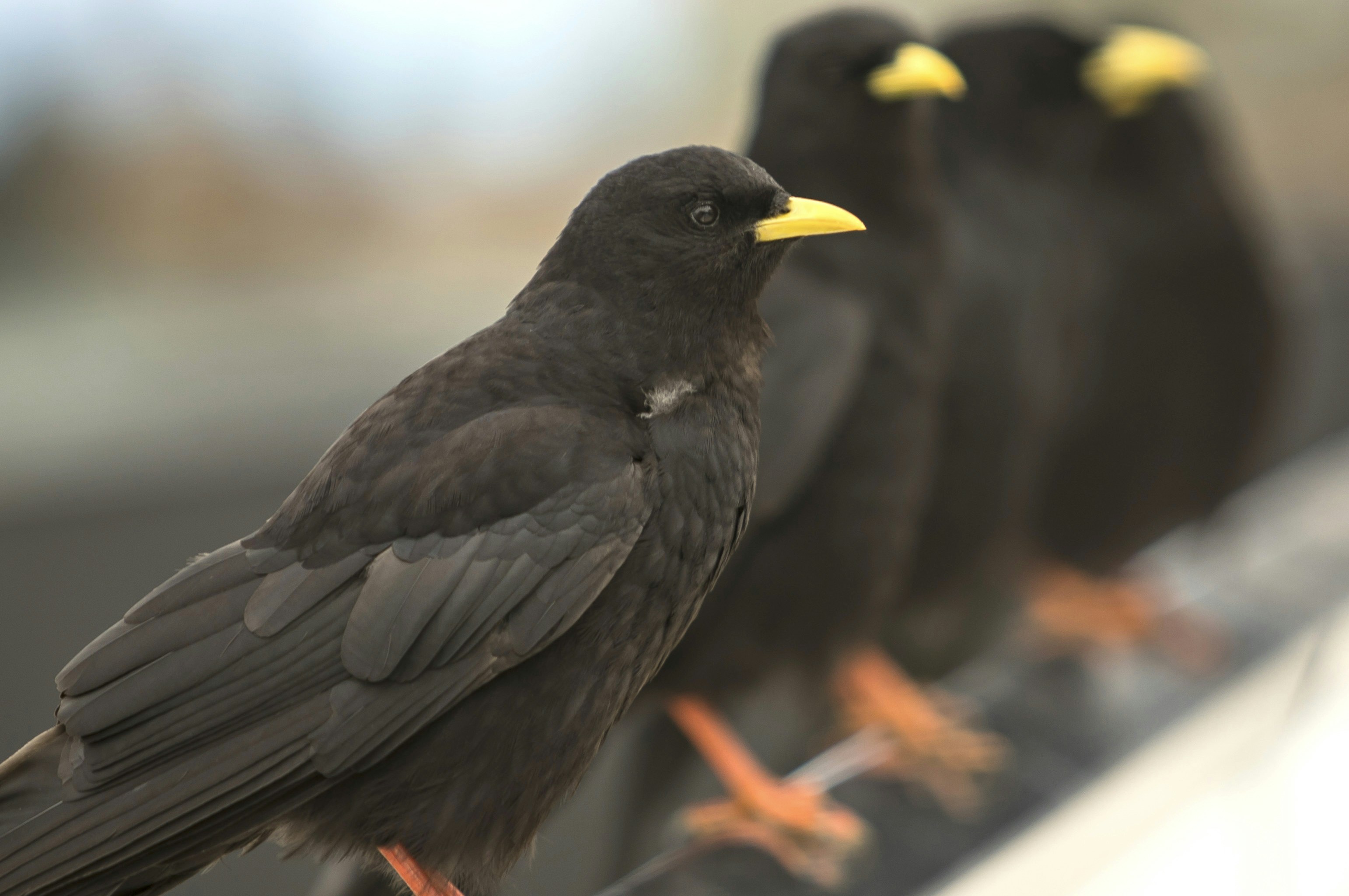 Railside Sentinel: A Blackbird with a Bold Yellow Beak